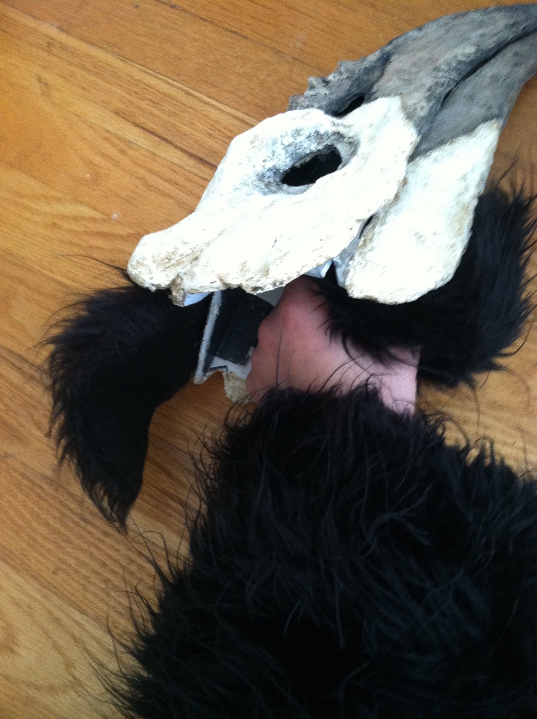 Bird Skull Puppet : 7 Steps (with Pictures) - Instructables