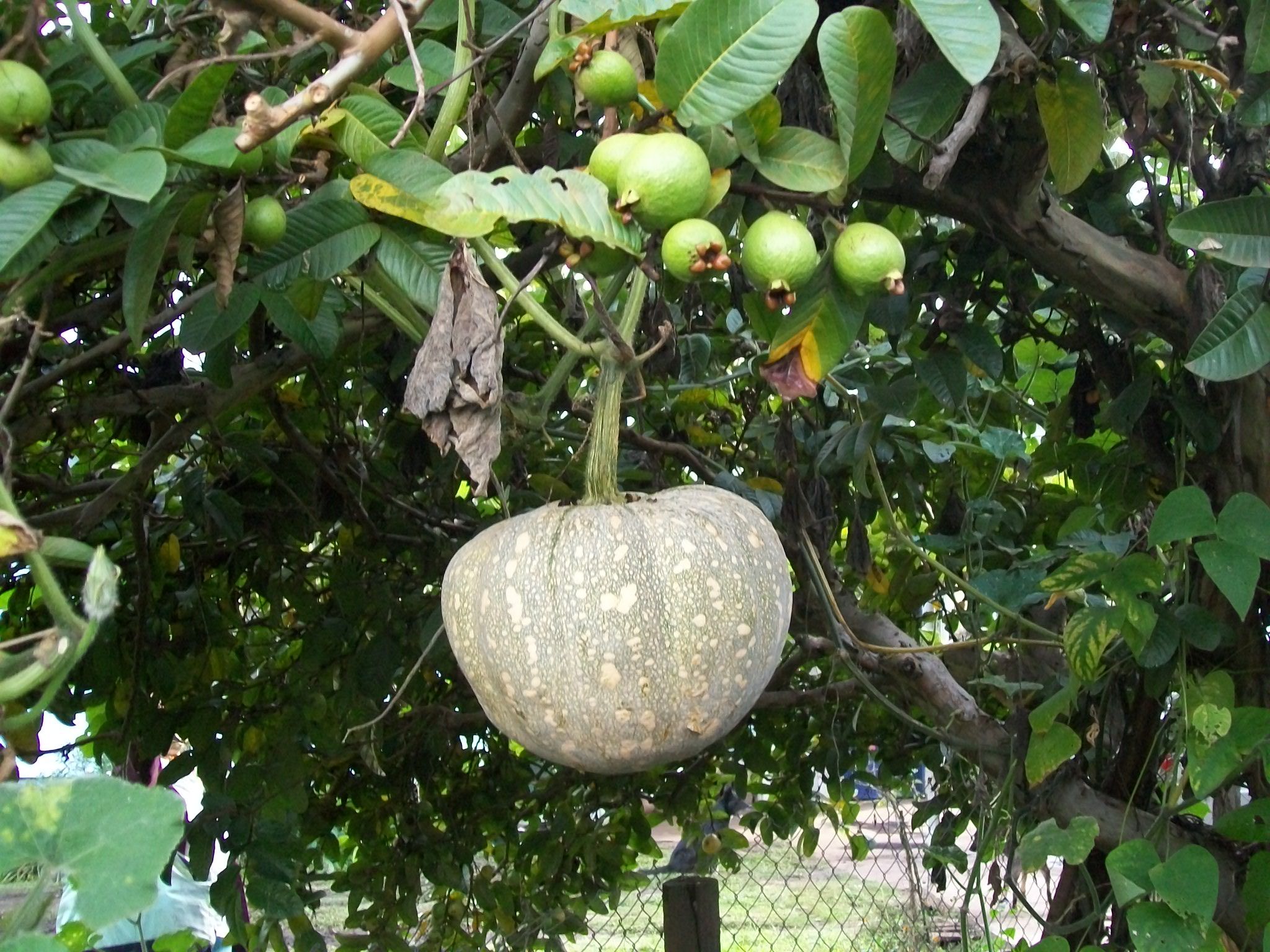 Pumpkin Trees - Instructables