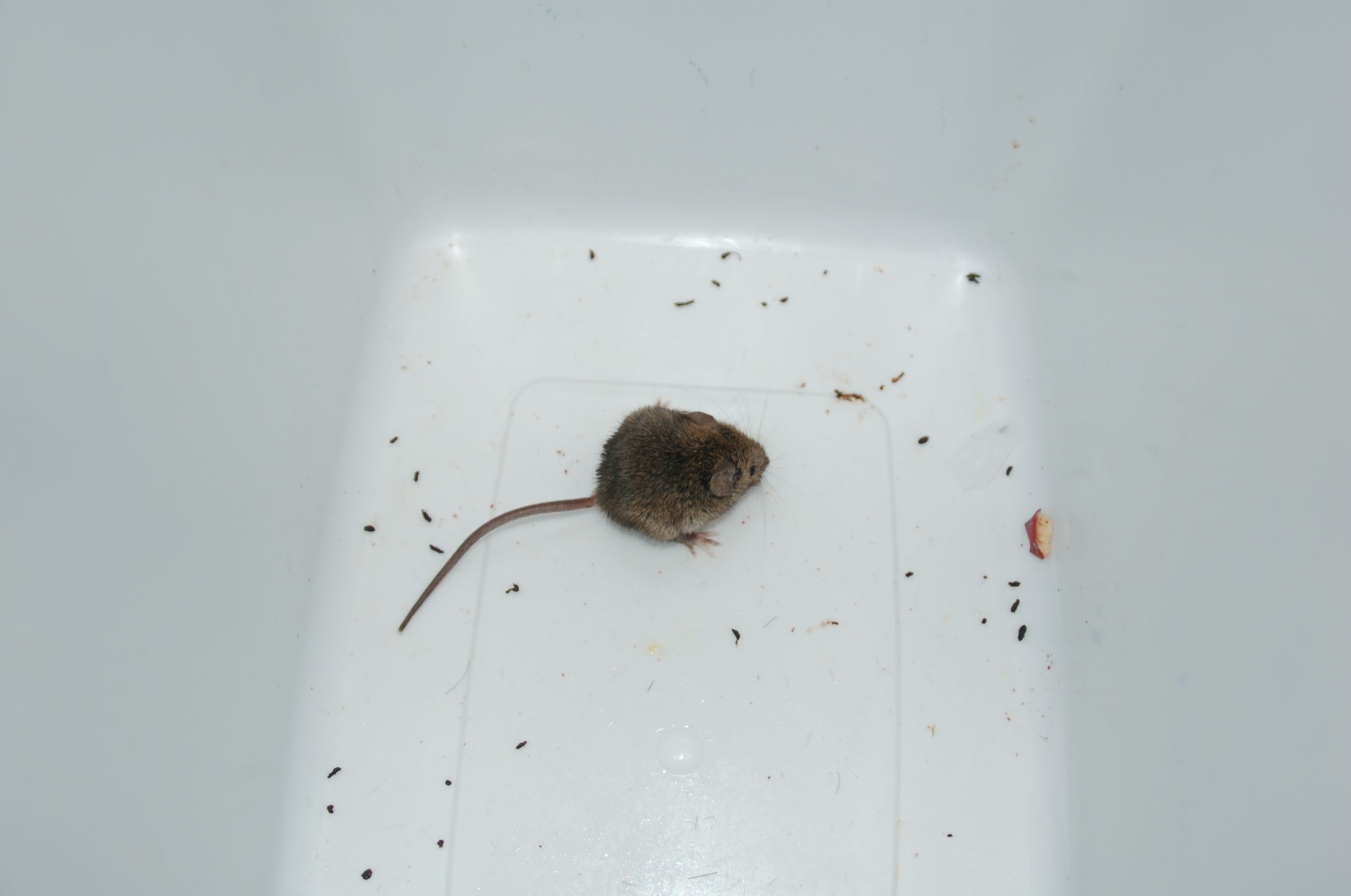 Simple 'No-Kill' Mouse Trap : 3 Steps (with Pictures) - Instructables