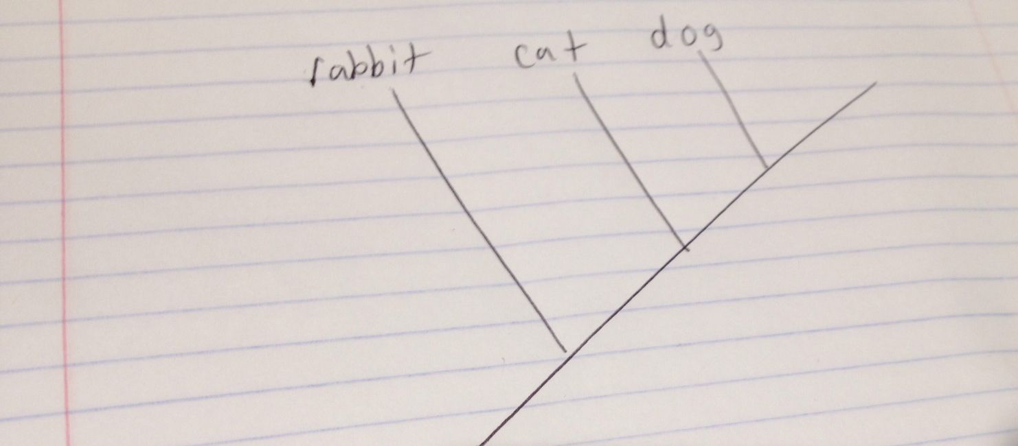 How to Make a Cladogram : 10 Steps - Instructables