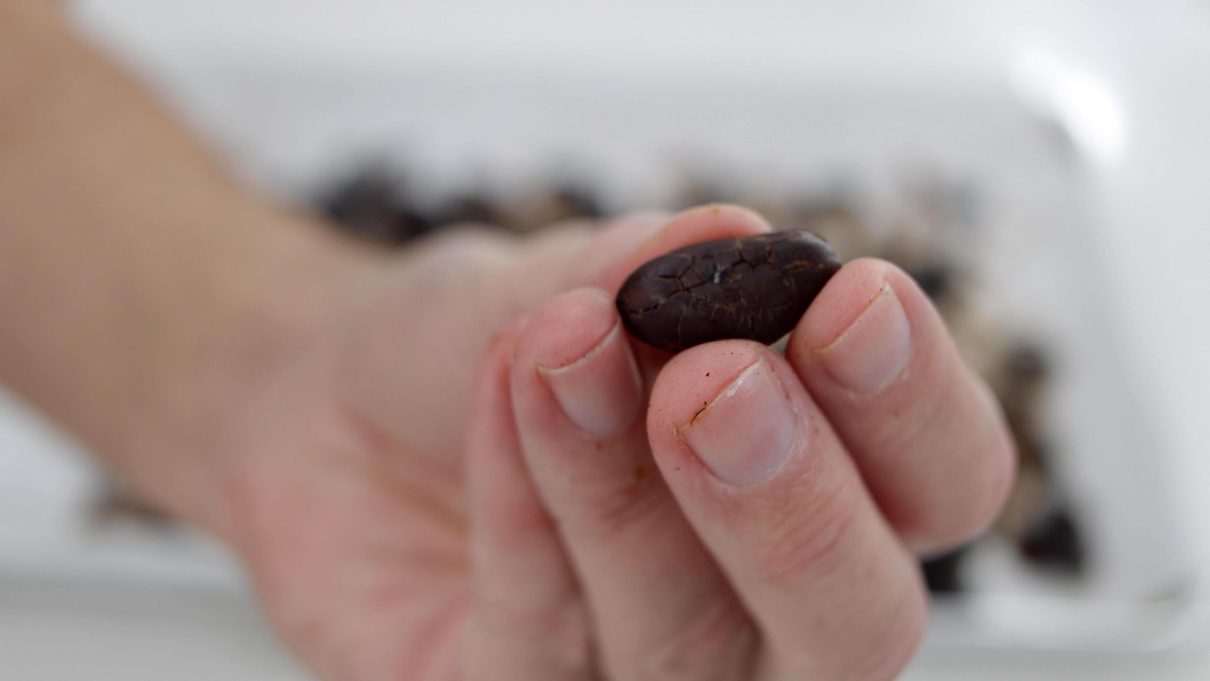 Make Chocolate From a Cacao Pod : 8 Steps (with Pictures) - Instructables
