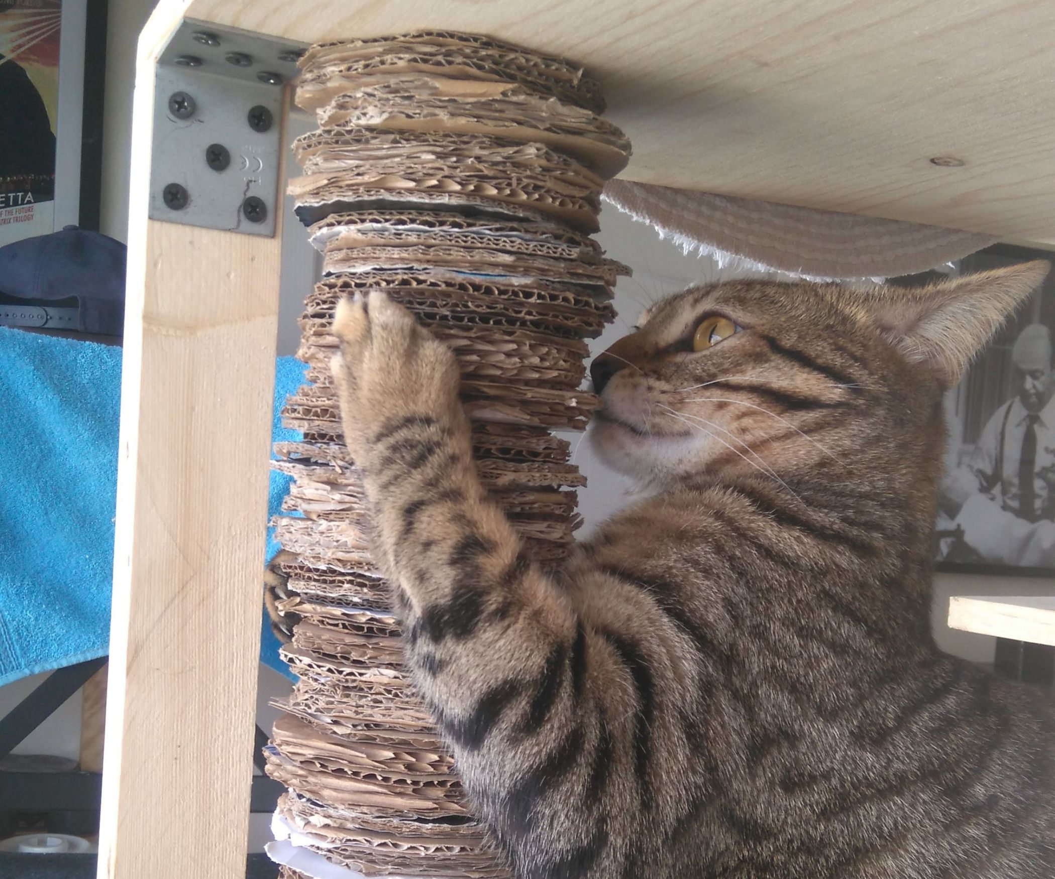 Cardboard Scratching Post : 4 Steps (with Pictures) - Instructables