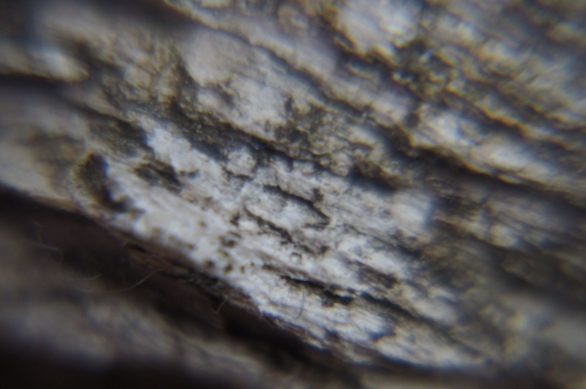 Make Microscopic Pictures Using Watchmaker Magnifing Glasses : 6 Steps ...