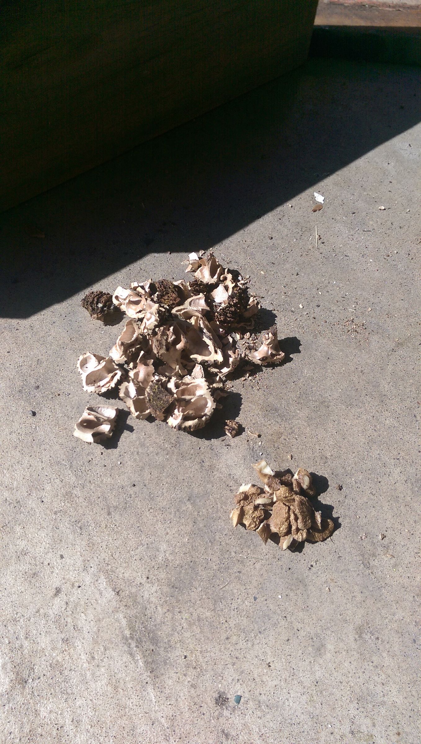 Forage and Process Your Own Black Walnuts! : 6 Steps (with Pictures ...
