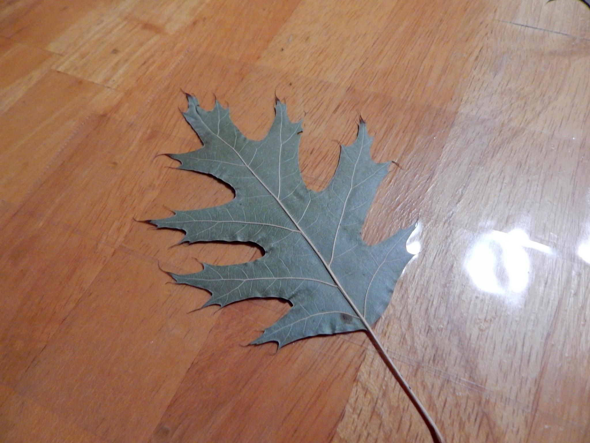 DIY Laminated Leaf Bookmarks : 4 Steps (with Pictures) - Instructables