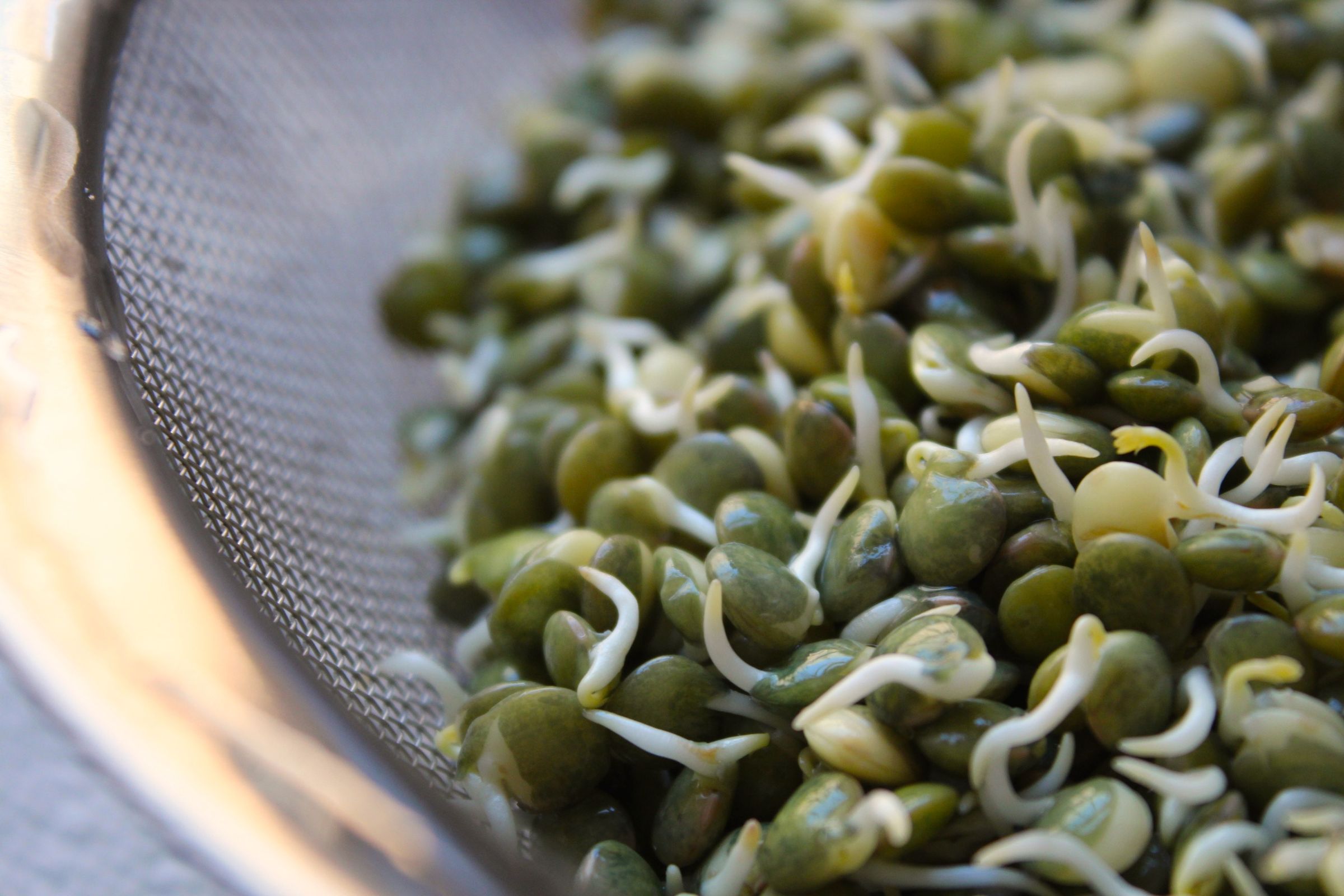 How to Sprout Grains and Beans : 5 Steps (with Pictures) - Instructables