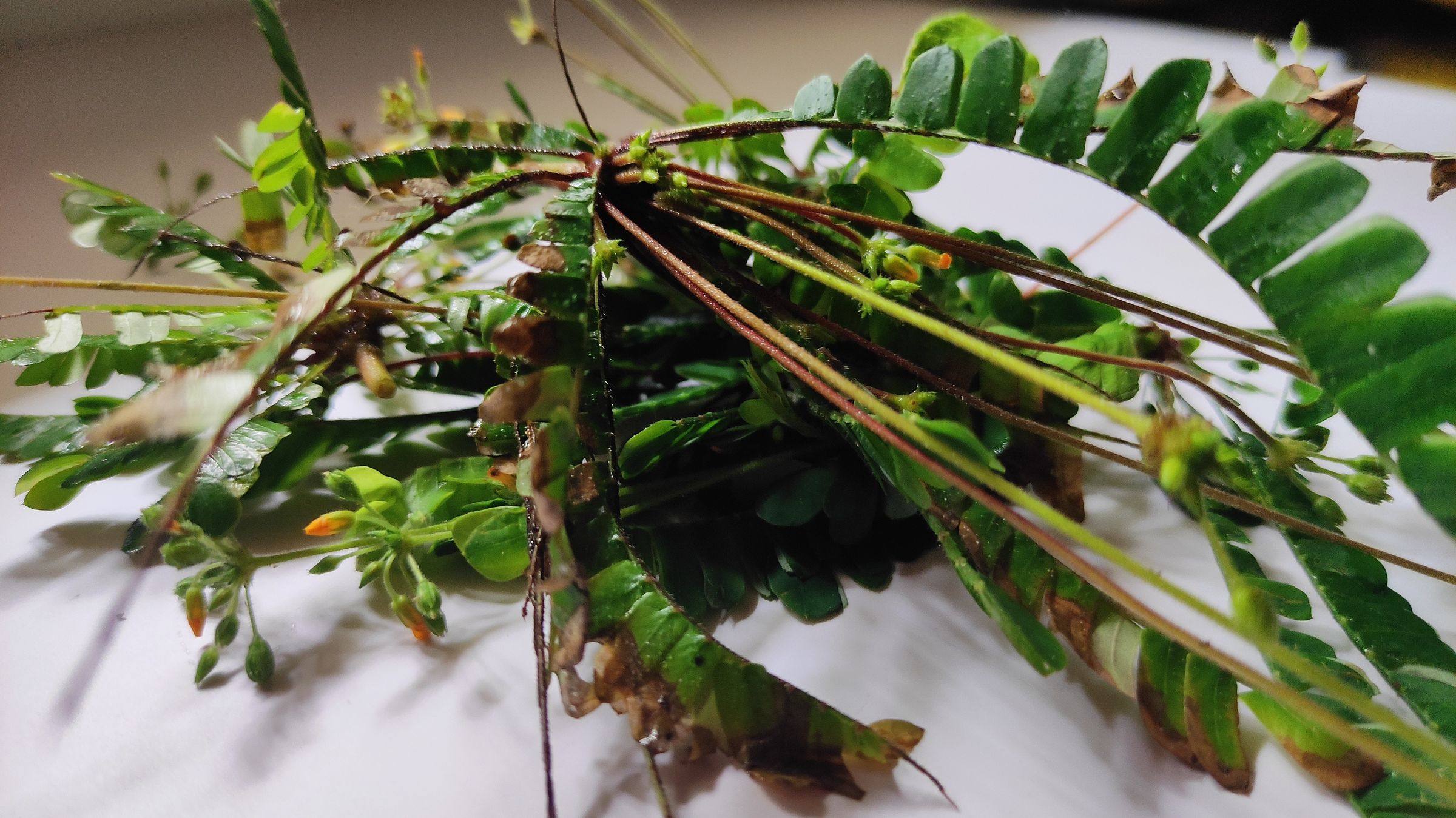 Mukkutti Leaf Pudding (Biophytum Sensitivum) : 7 Steps - Instructables