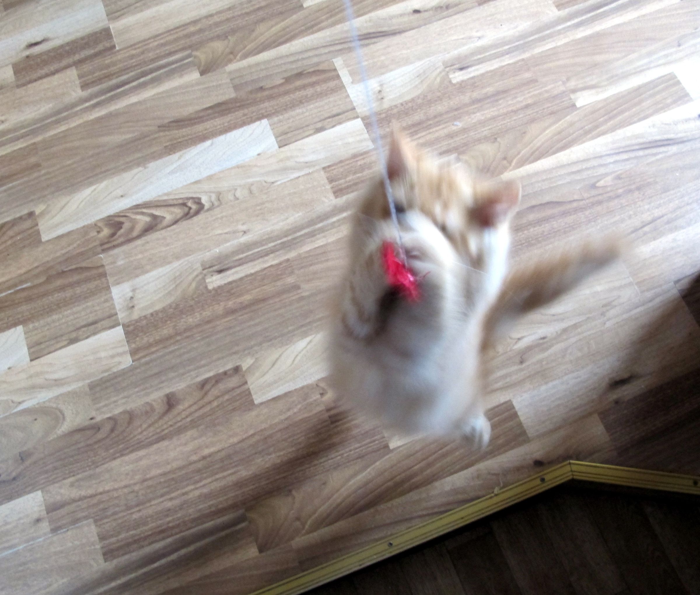 The Cat Launcher - Energetic Cat's Workout Toy or Just a Lazy Owner ...