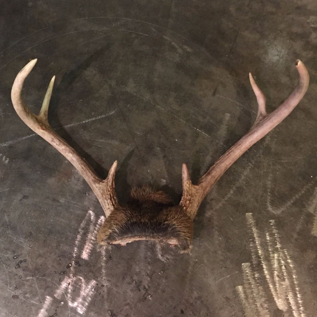 Mounted Deer Antlers : 10 Steps (with Pictures) - Instructables