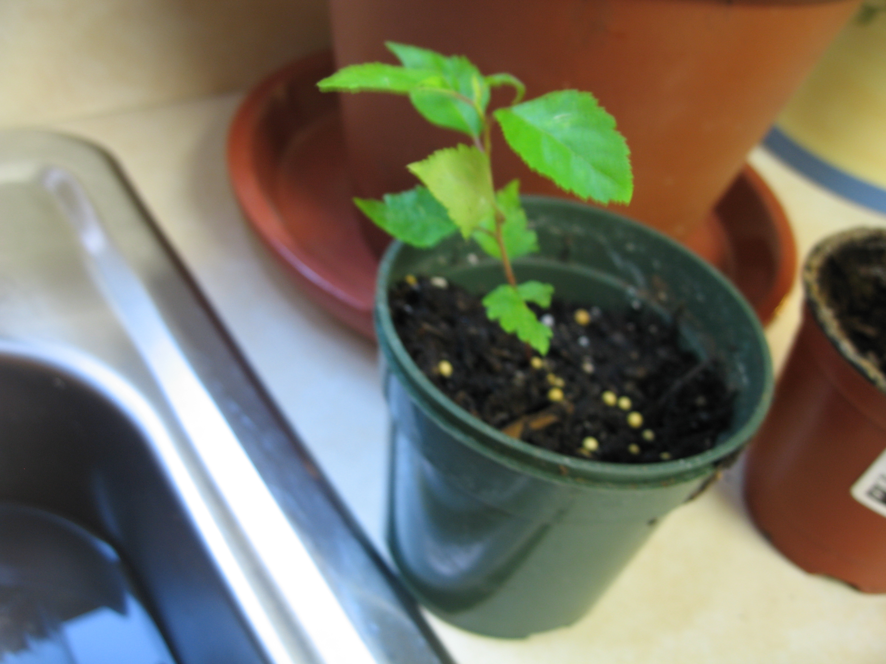 How to Plant a Tree : 10 Steps (with Pictures) - Instructables