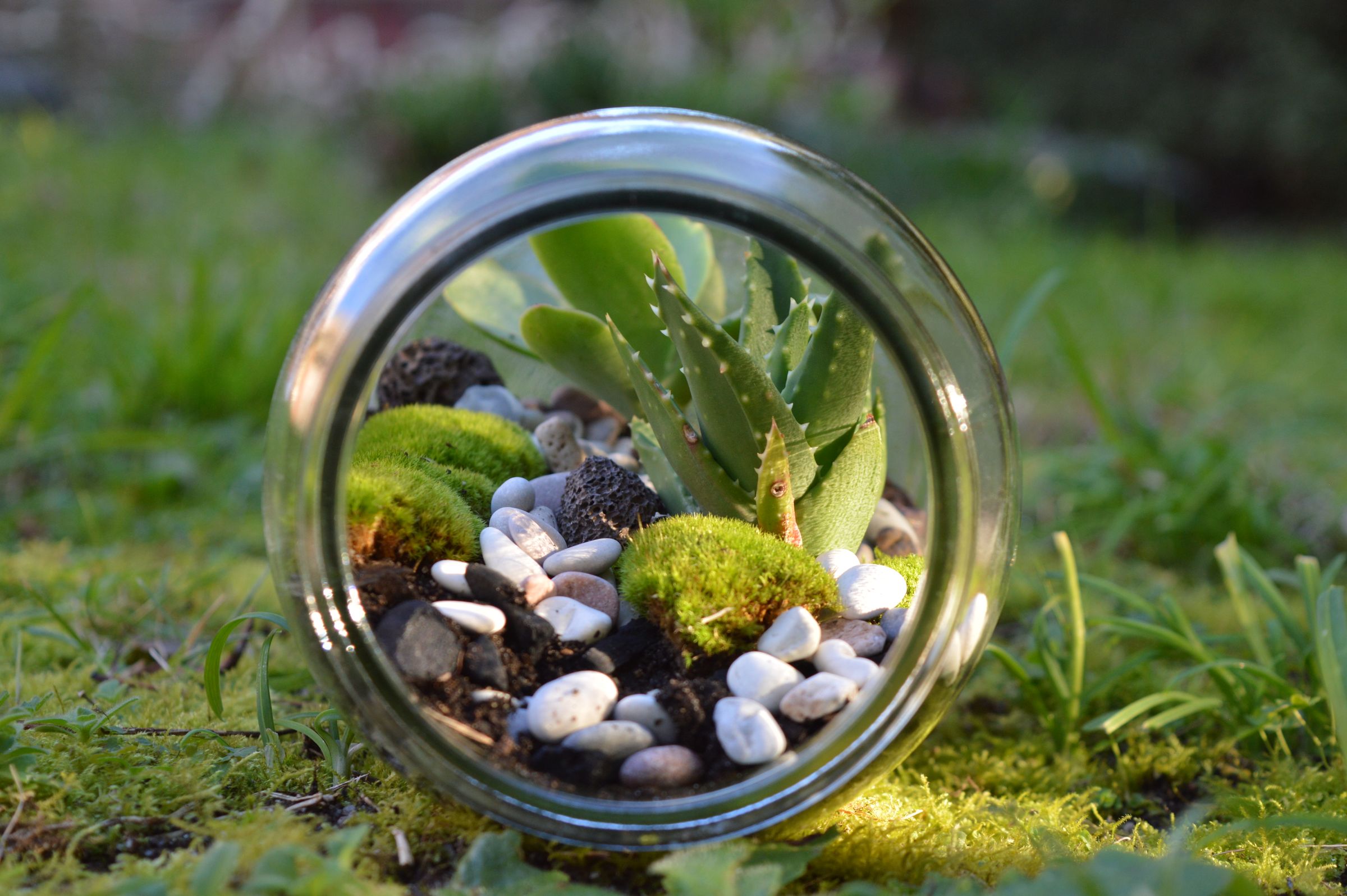 Super Simple Terrarium : 4 Steps (with Pictures) - Instructables