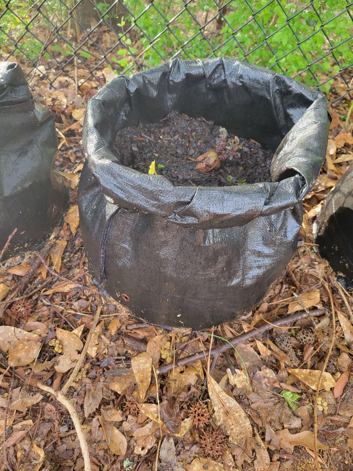 Growing Sweet Potatoes From Sprouting Potatoes : 4 Steps - Instructables