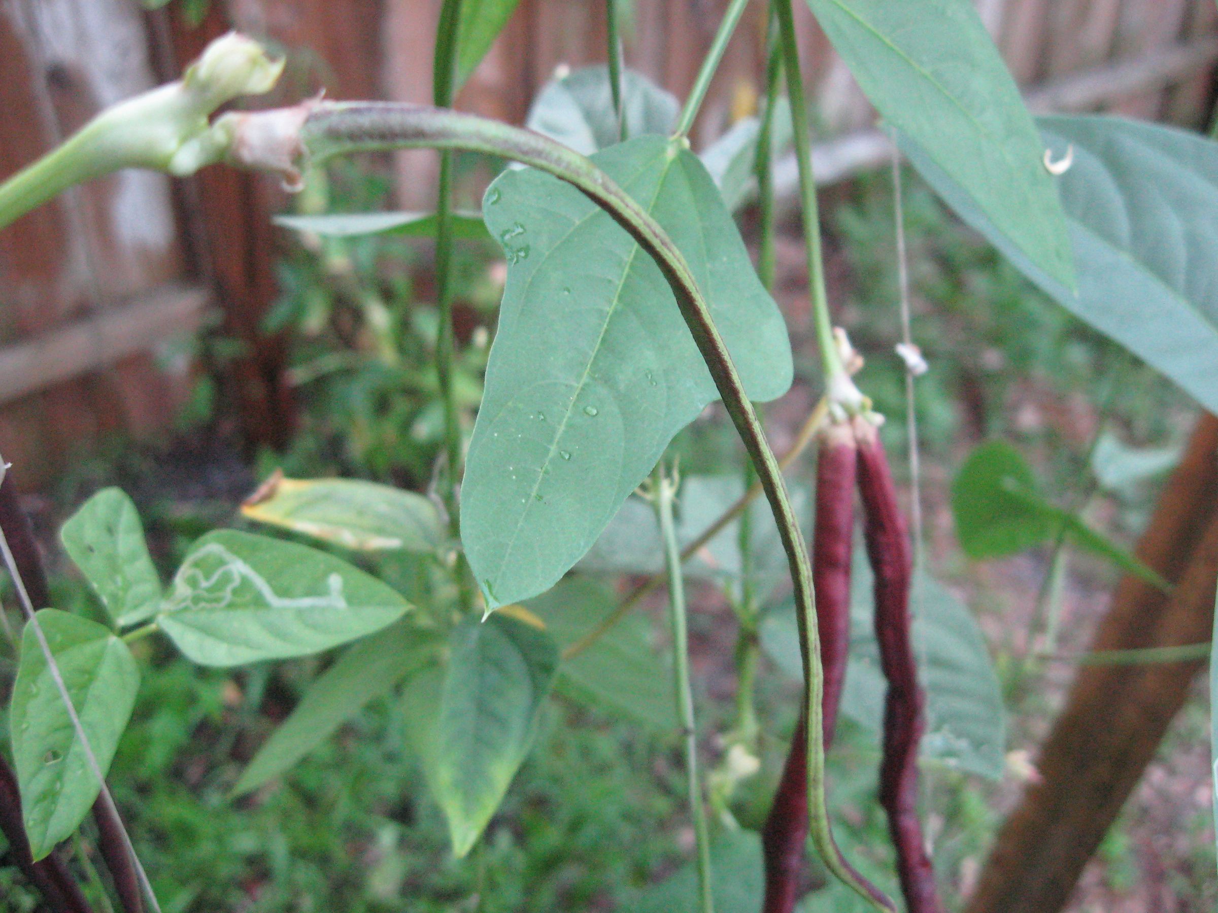 Growing Giant Beans : 8 Steps - Instructables