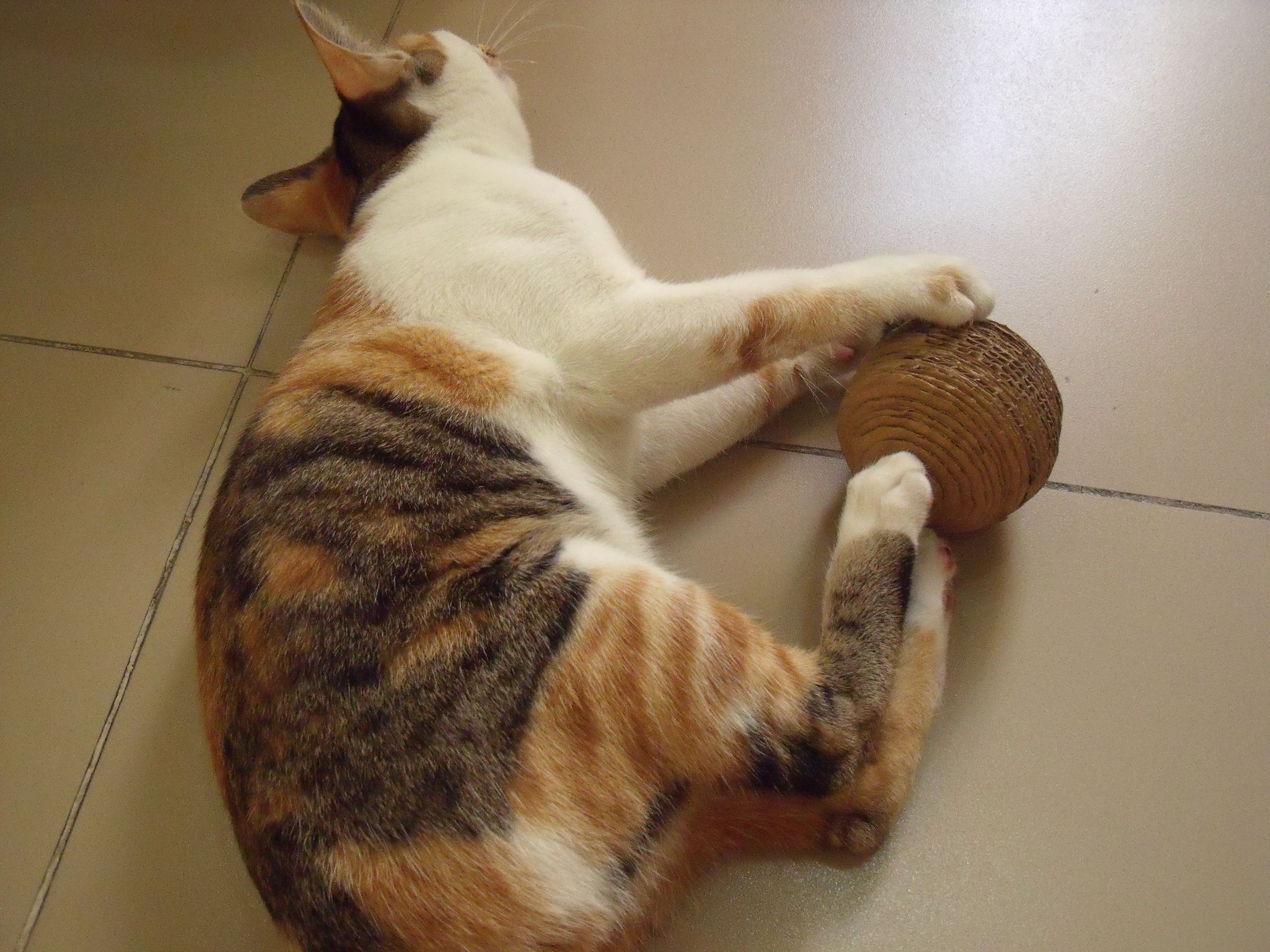 DIY Eco Friendly Cardboard Ball for Cat : 4 Steps (with Pictures ...