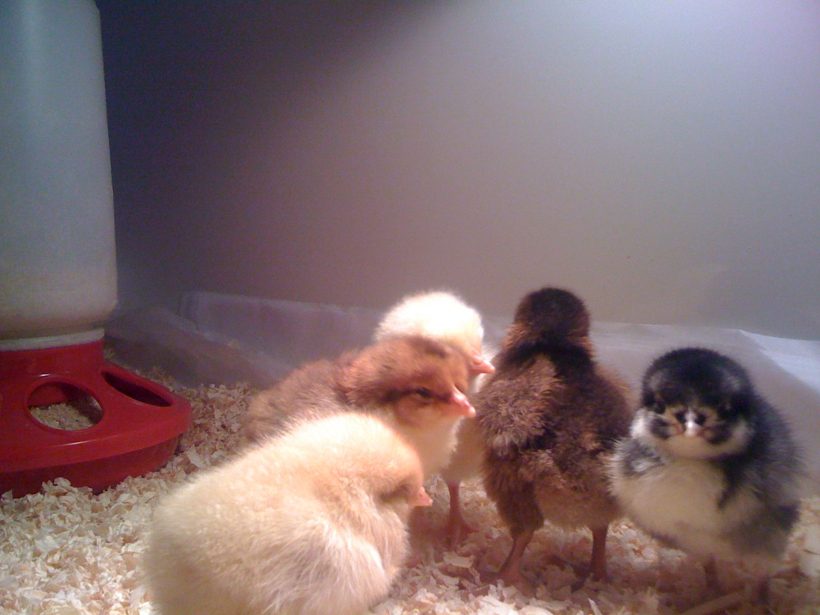 How to Care for Chicks (as Pets) : 6 Steps - Instructables