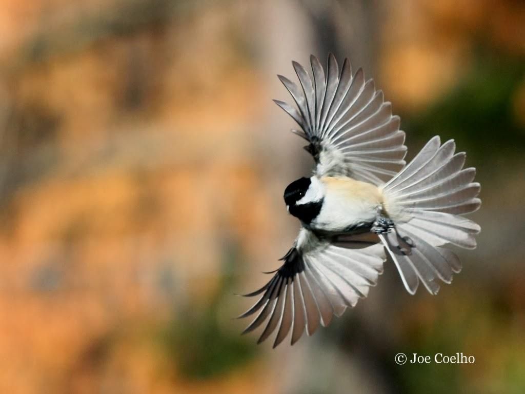 How to Photograph Birds in Flight the Easy Way (with Pictures ...