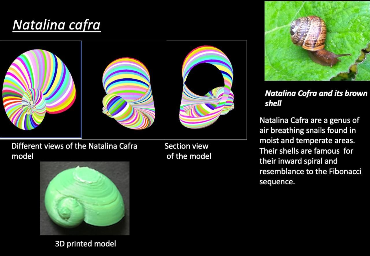 How to Generate and 3D Print Seashells and ... Other Mollusks! : 7 ...