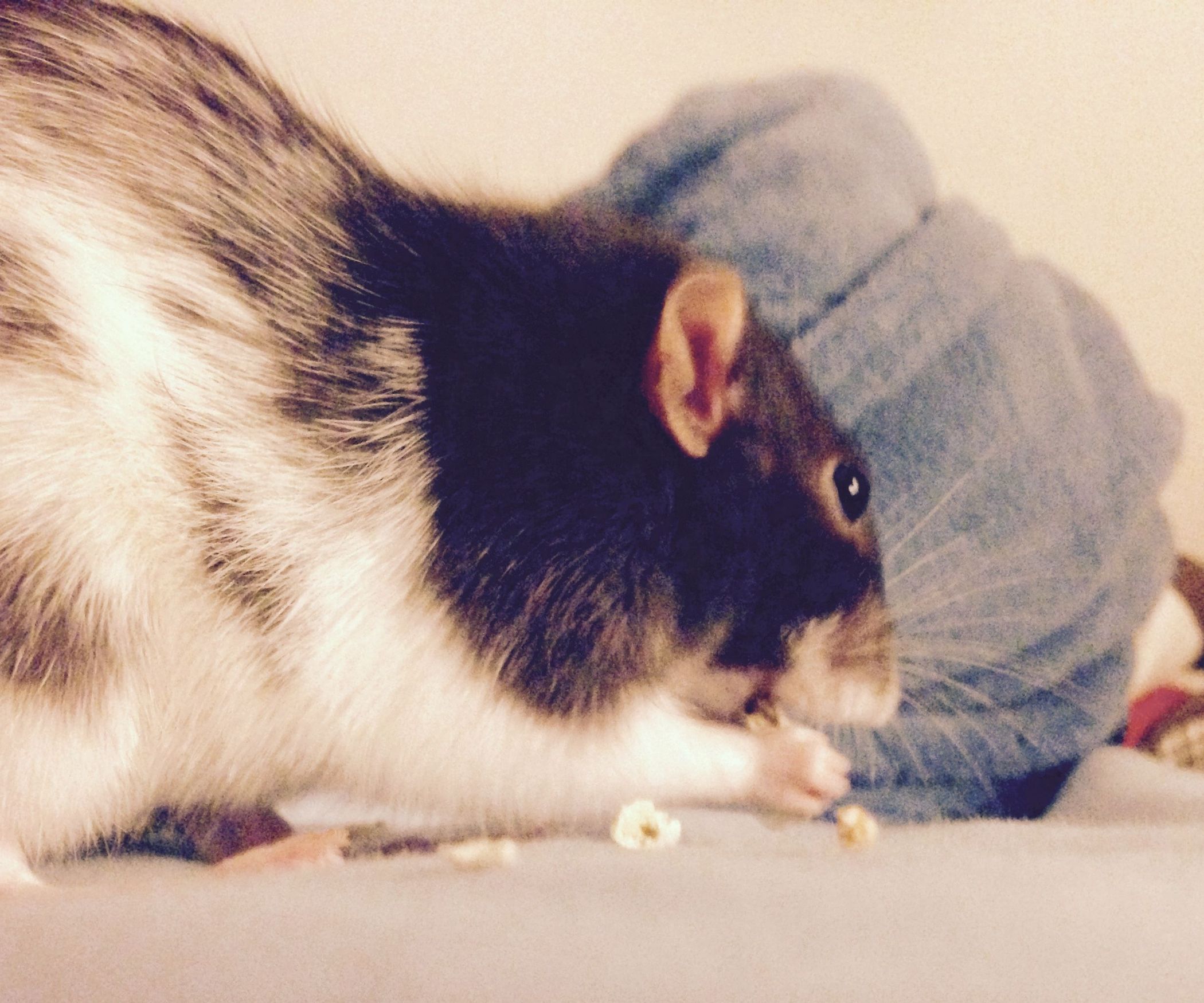 How to Train Your Rat and Other Rodents : 6 Steps - Instructables