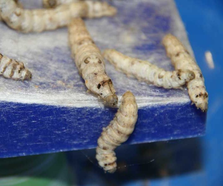 Experiment: Design With Silkworms : 6 Steps - Instructables