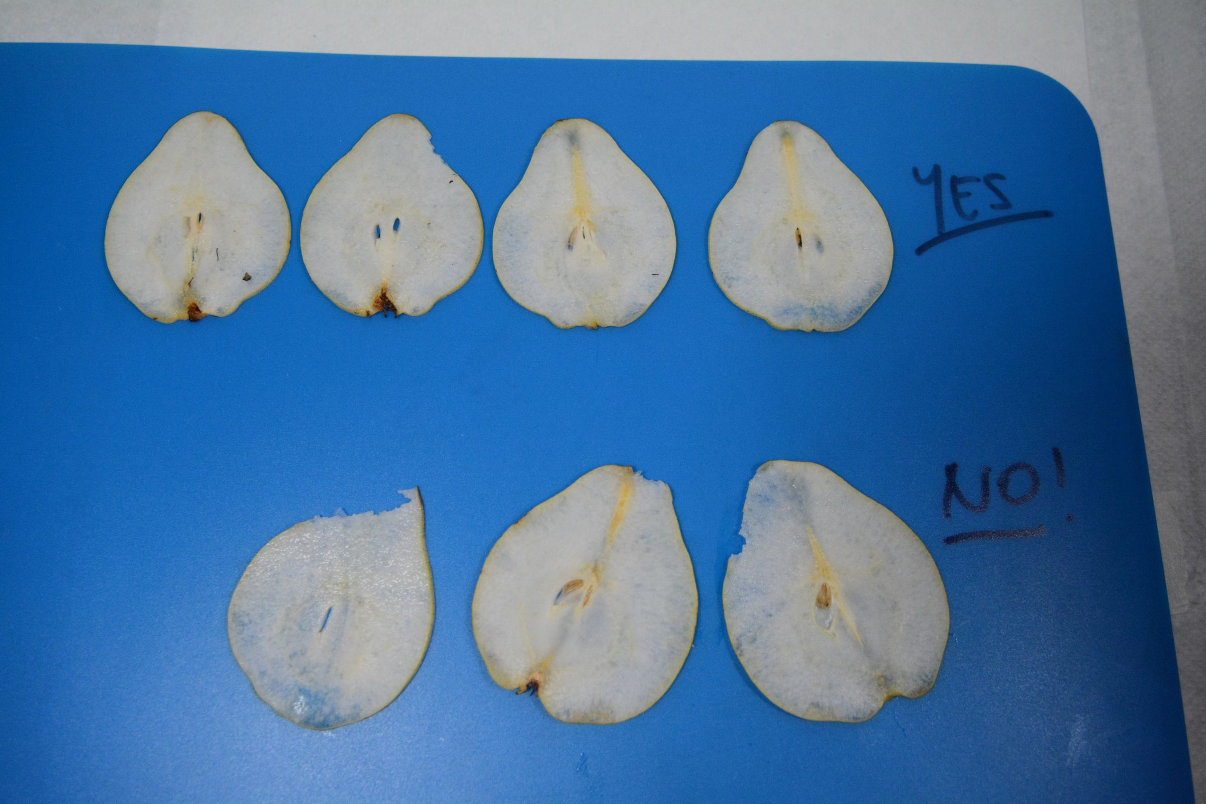 Resin Hardened, Coloured and Sliced Pear Earrings : 9 Steps - Instructables