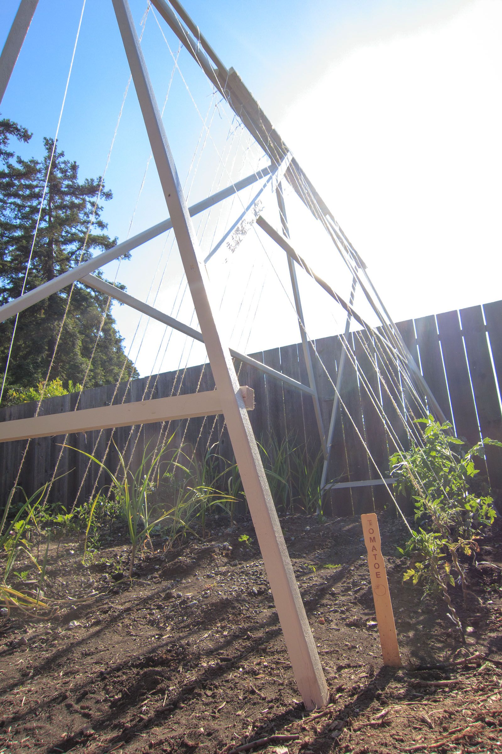 Tomato Trellis : 4 Steps - Instructables