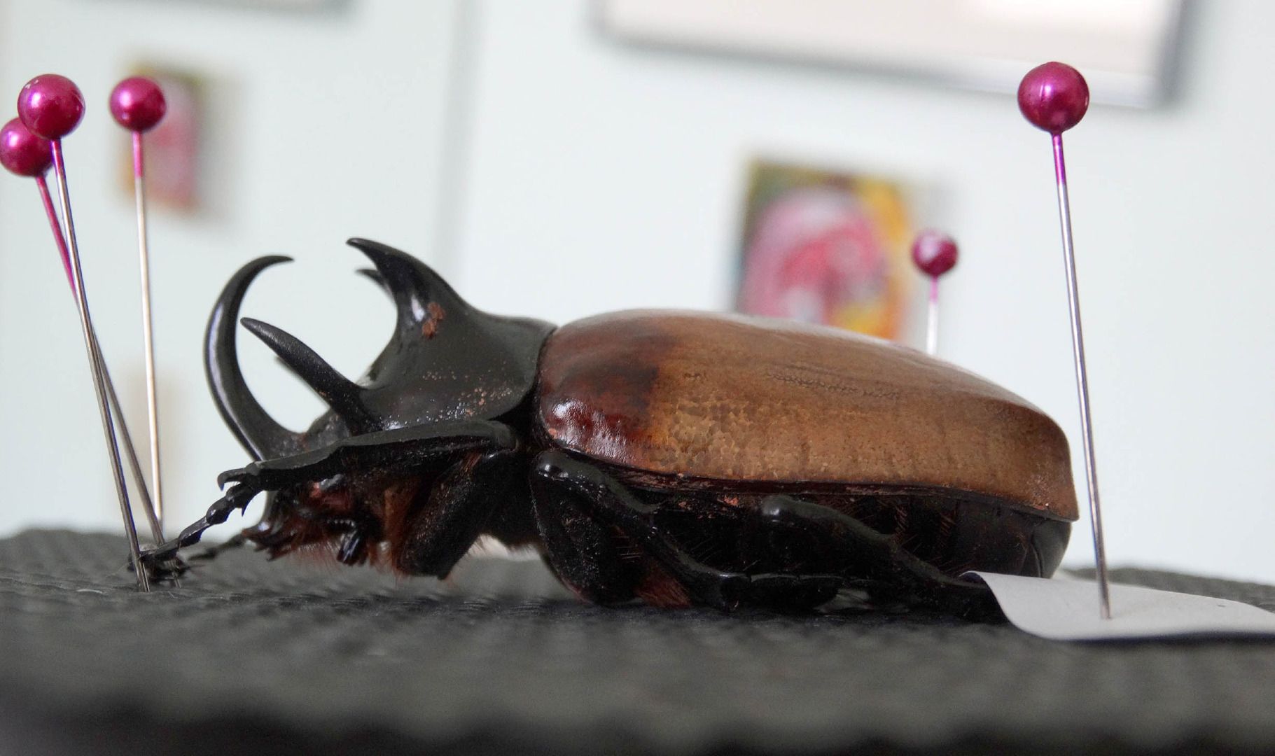 Preparing and Gilding a Real Insect : 10 Steps (with Pictures ...