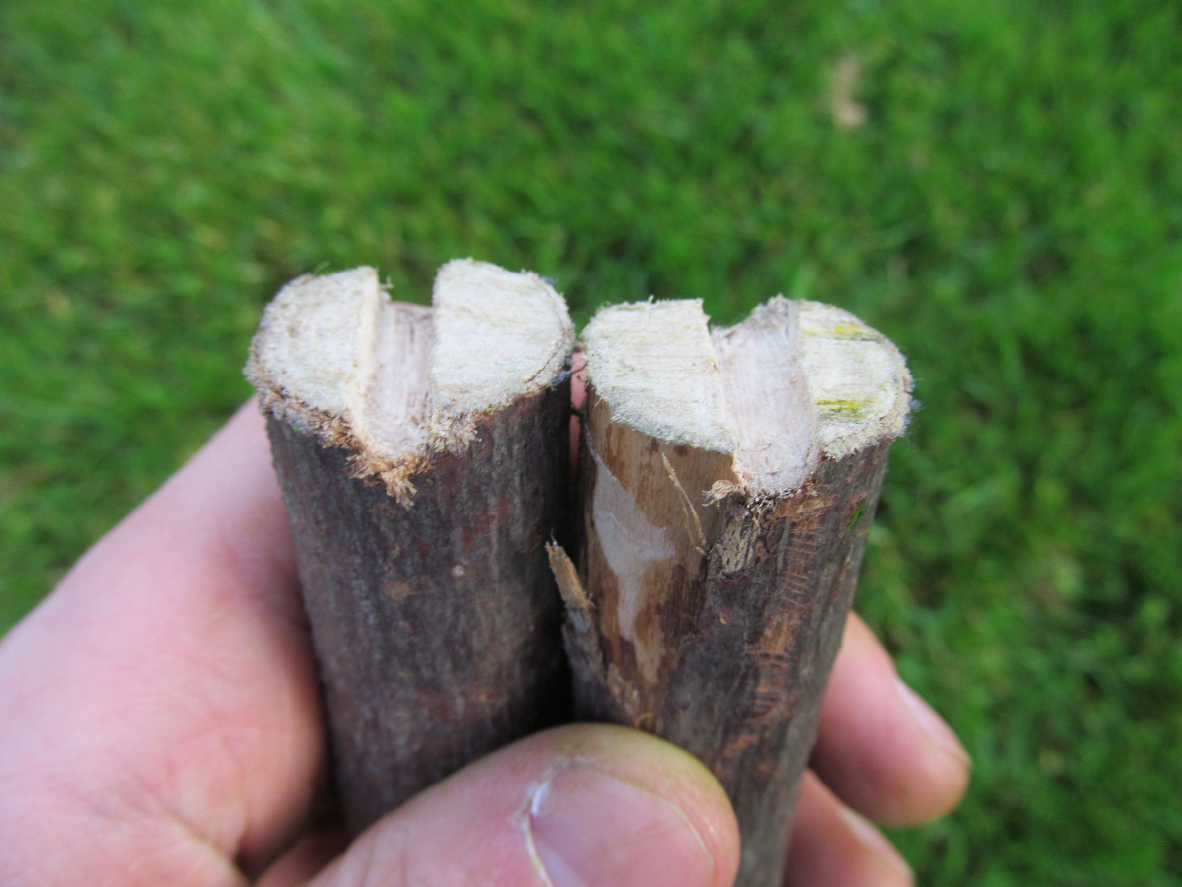 Split Stick Deadfall Trap : 4 Steps (with Pictures) - Instructables