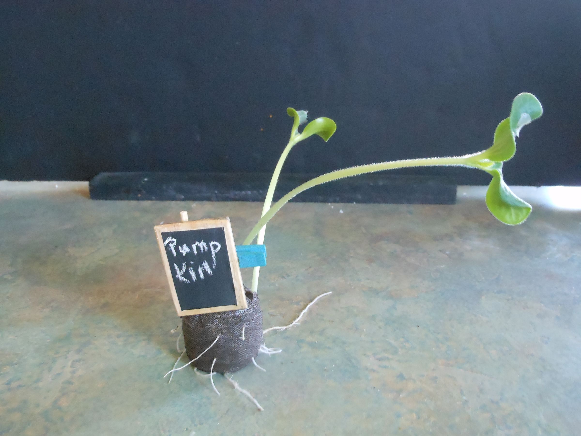 How to Make Mini Chalkboard Clips : 13 Steps - Instructables