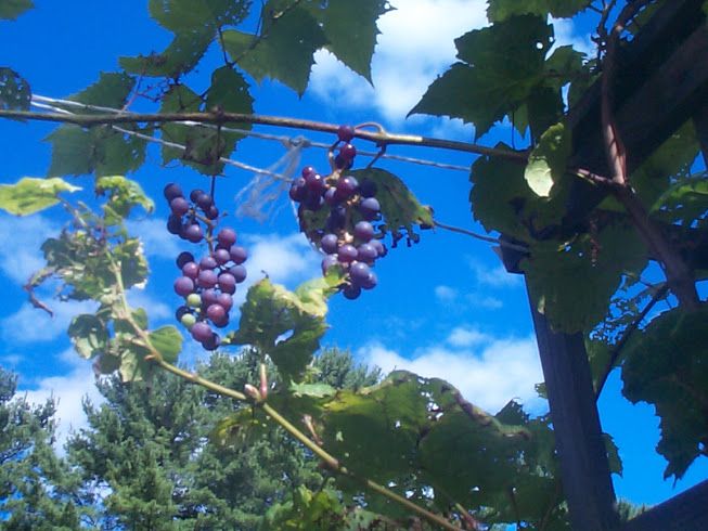 How to Prune Grapes Using the Four-arm Kniffin System - Instructables