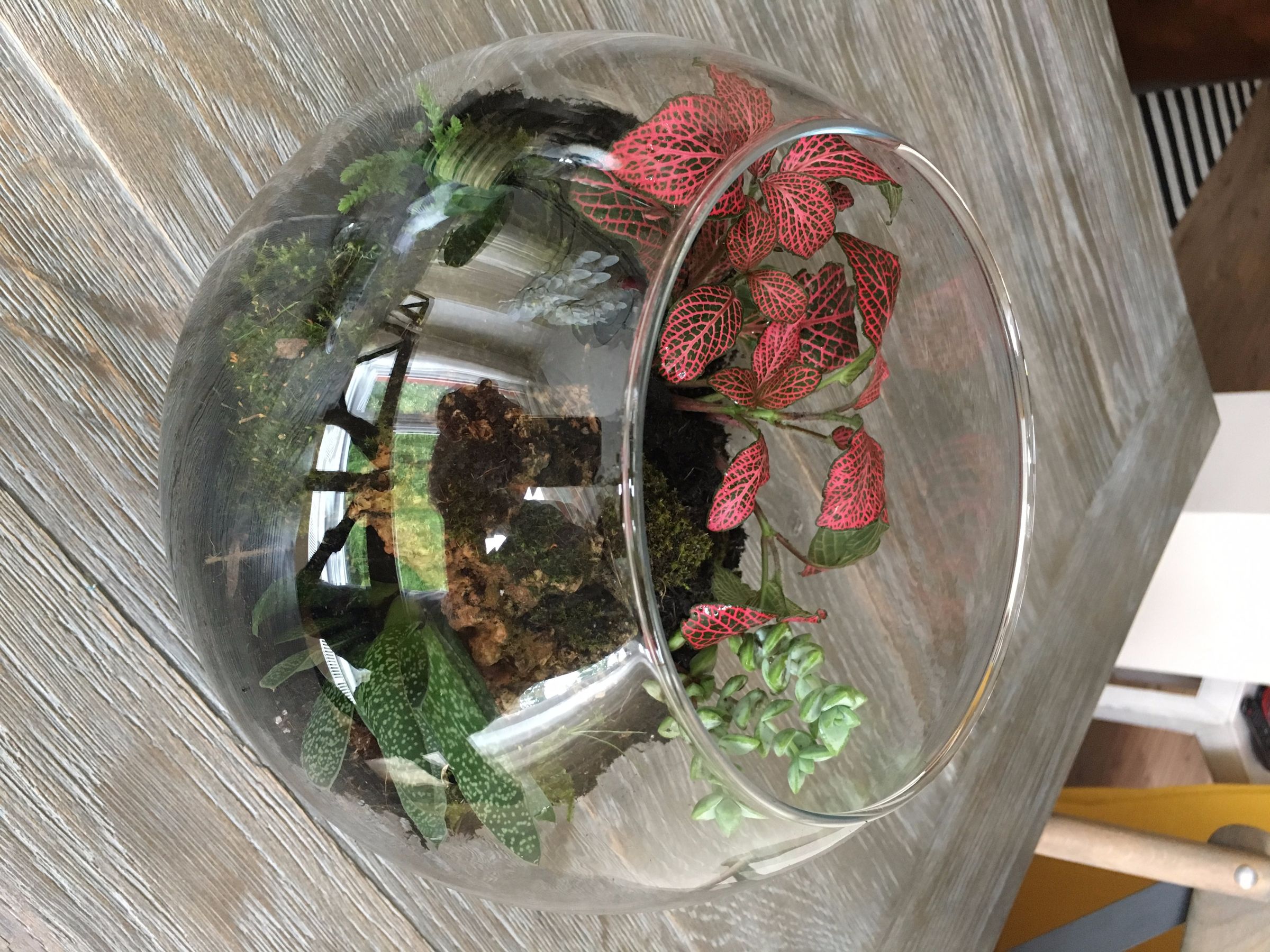 Homemade Terrarium : 6 Steps (with Pictures) - Instructables