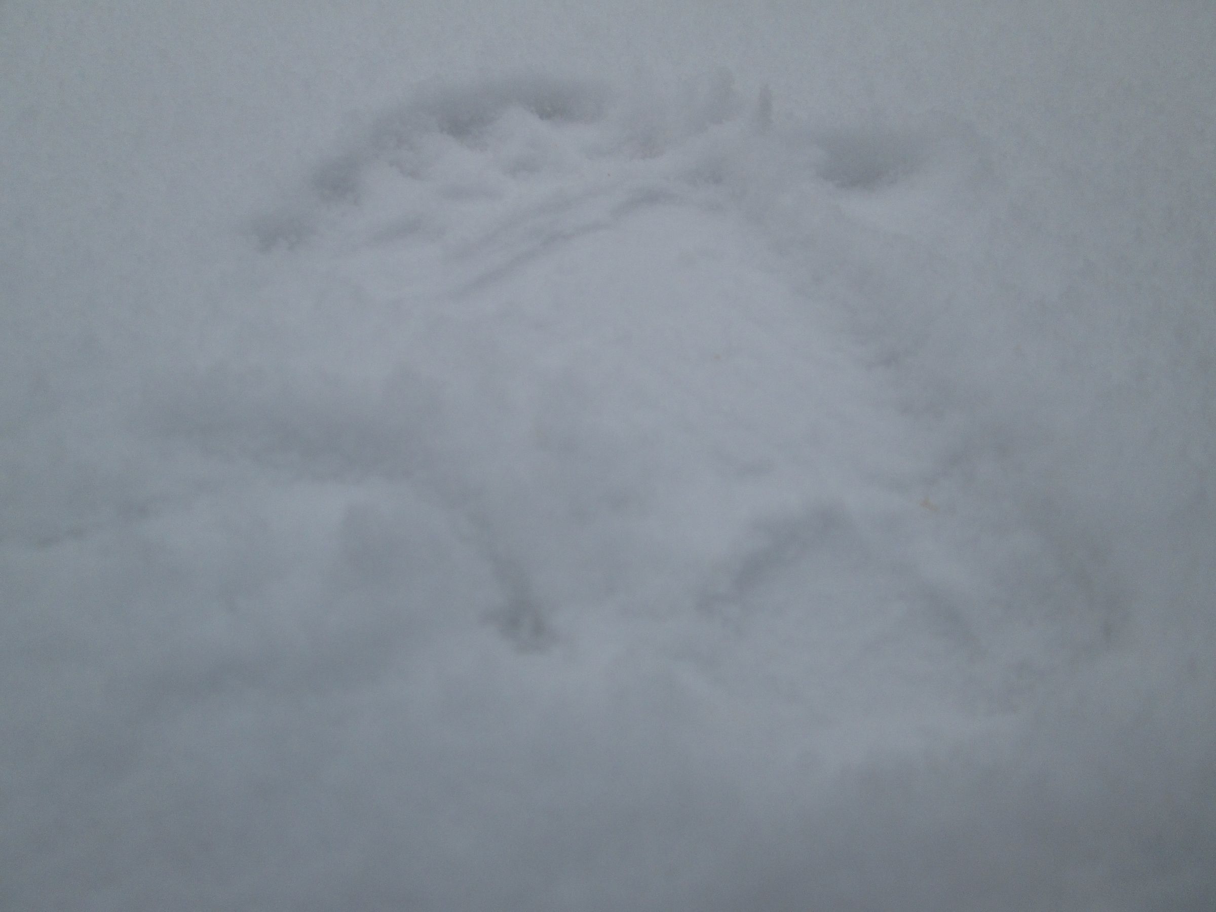 Yeti Feet- Make Yeti Footprints in the Snow! : 7 Steps (with Pictures ...
