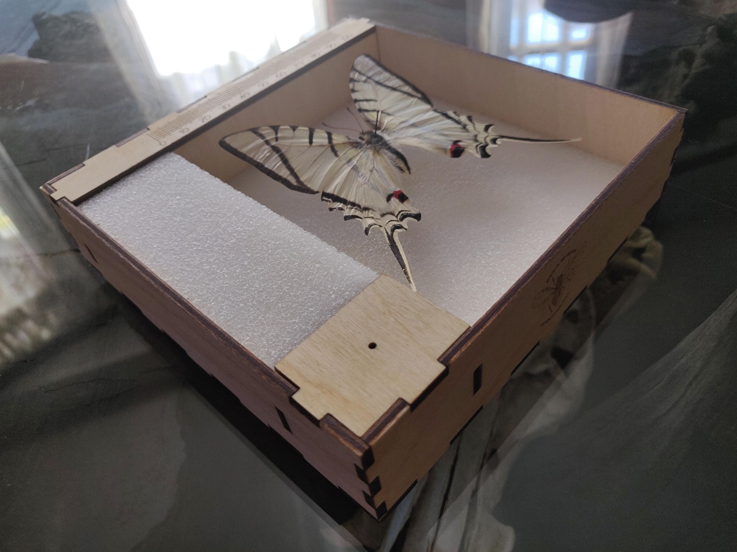 Entomology Photography Tray : 4 Steps (with Pictures) - Instructables