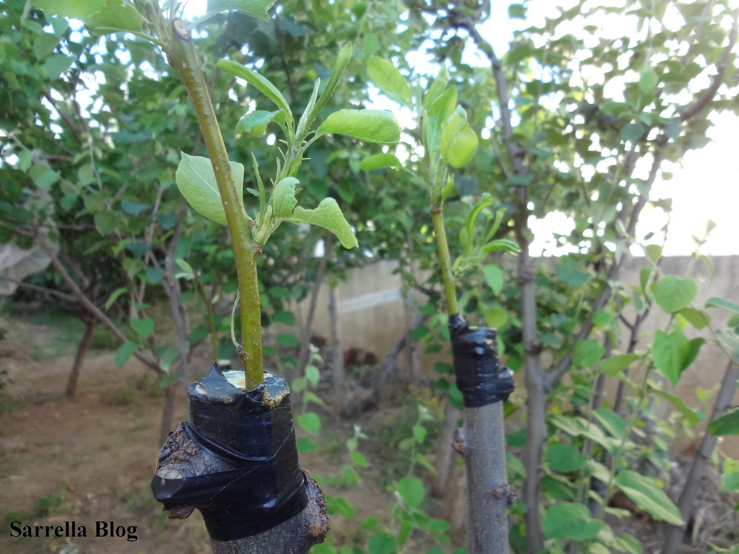 Grafting a Pear Scion to a Quince Tree : 14 Steps (with Pictures ...