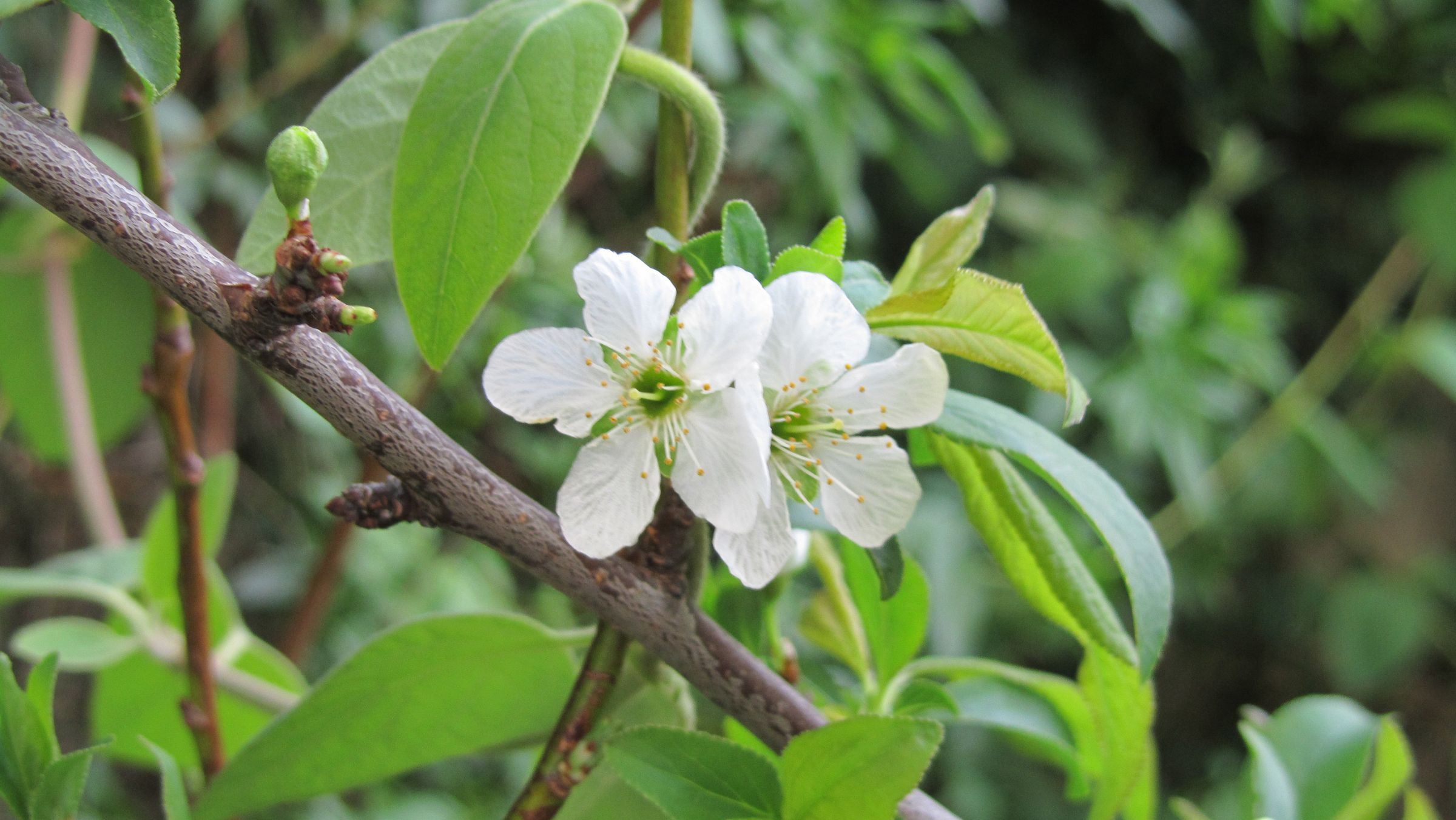 Plum Tree Flowers (with Pictures) - Instructables