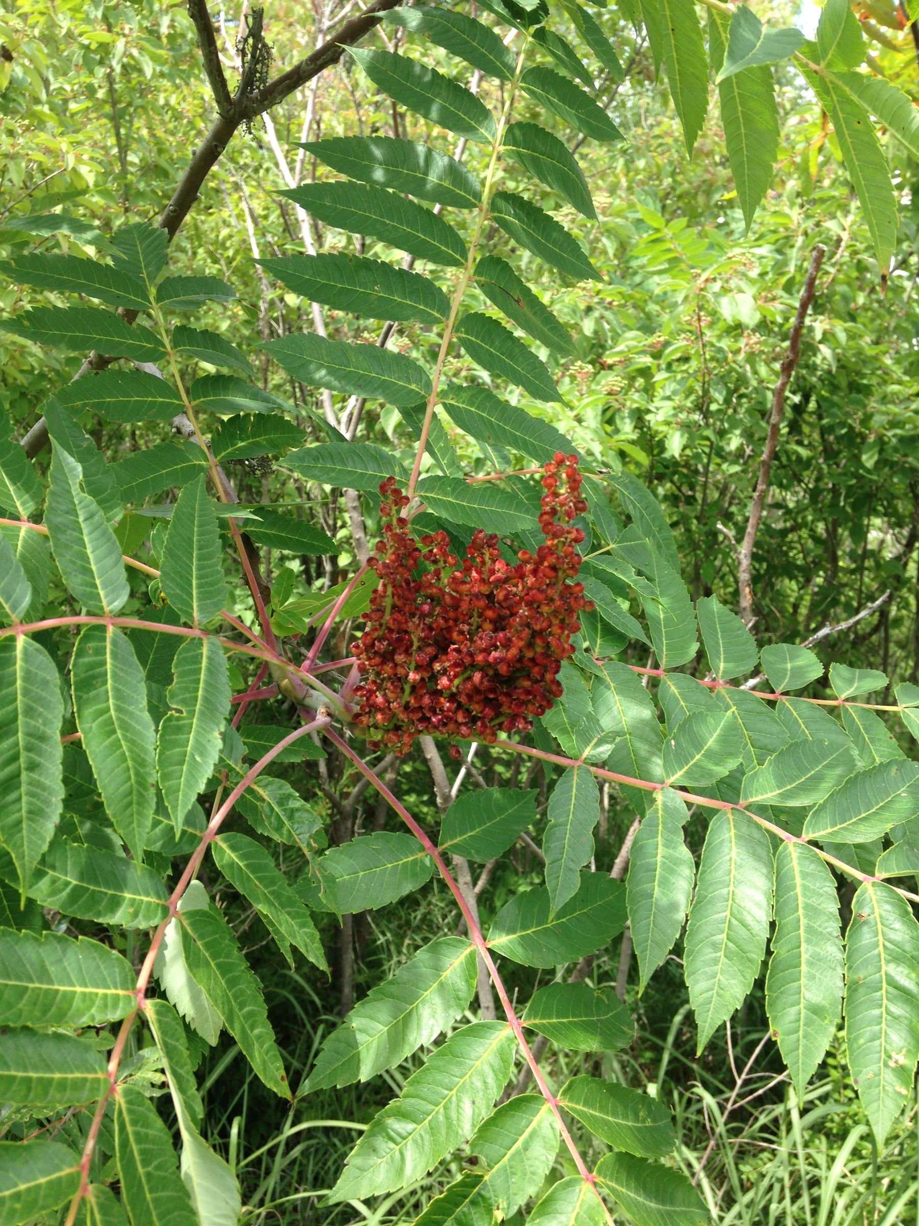 How to Make the Spice Sumac and Sumac Lemon Pepper : 4 Steps ...
