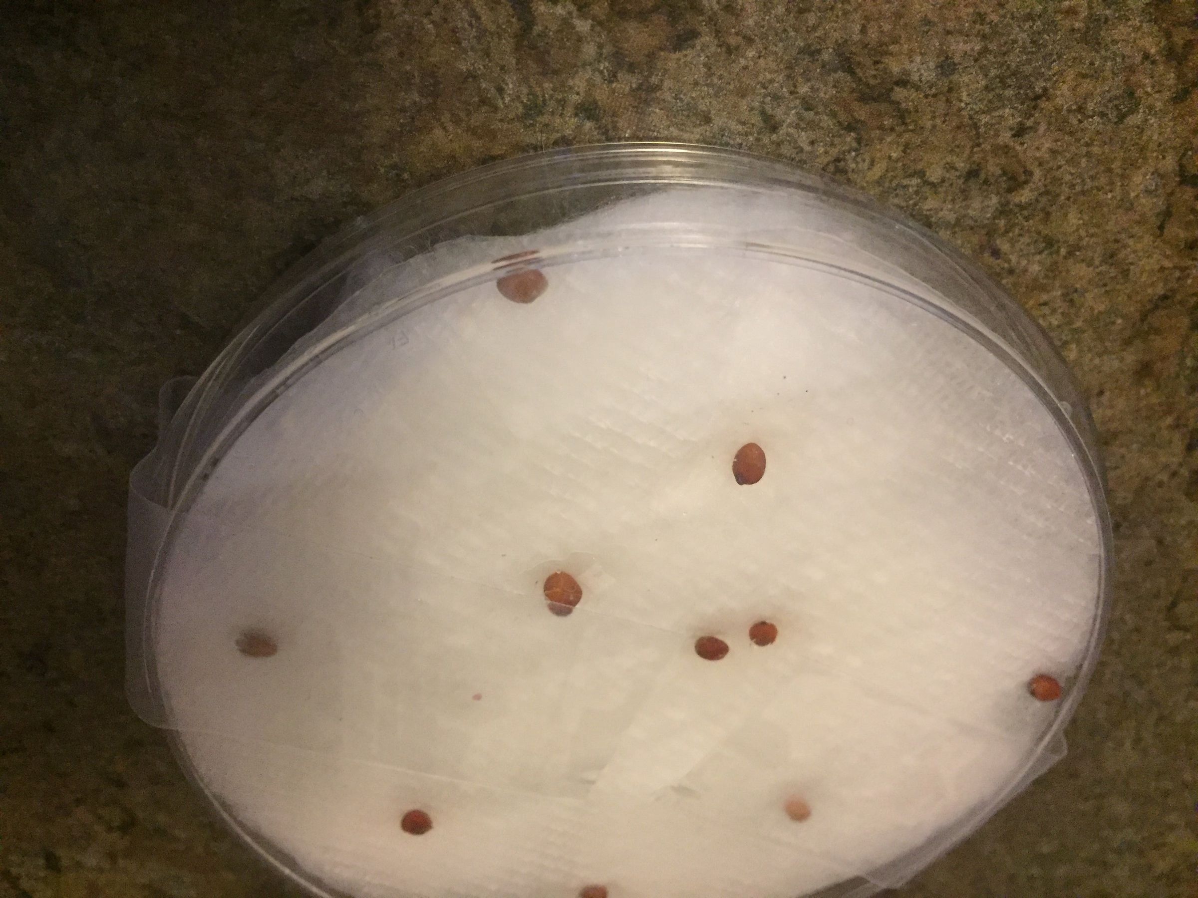 Expérience De Géotropisme Avec Des Graines De Radis : 7 Steps (with ...