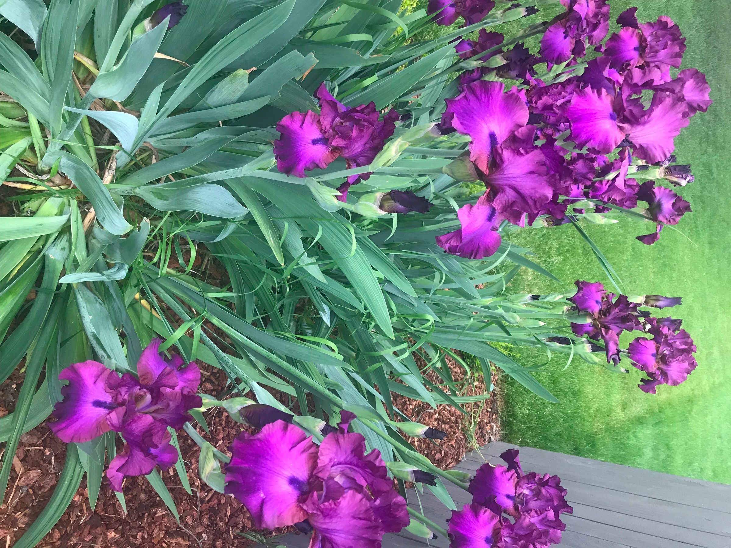 Bearded Iris - Divide and Conquer : 5 Steps (with Pictures) - Instructables