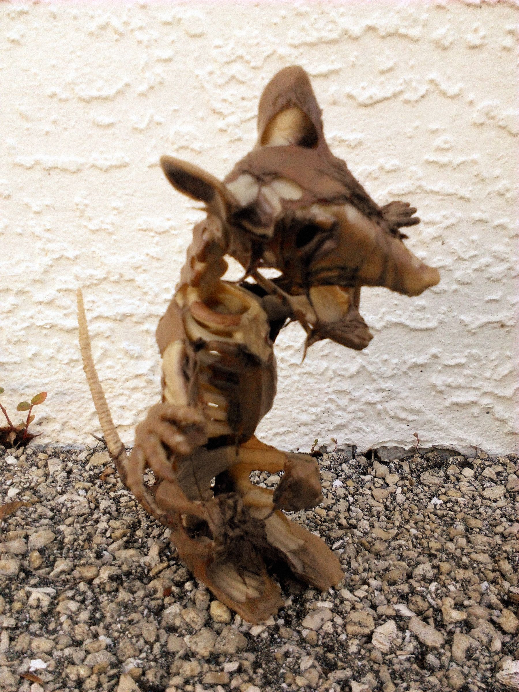 Easy Decomposed Skeleton Decor : 4 Steps - Instructables