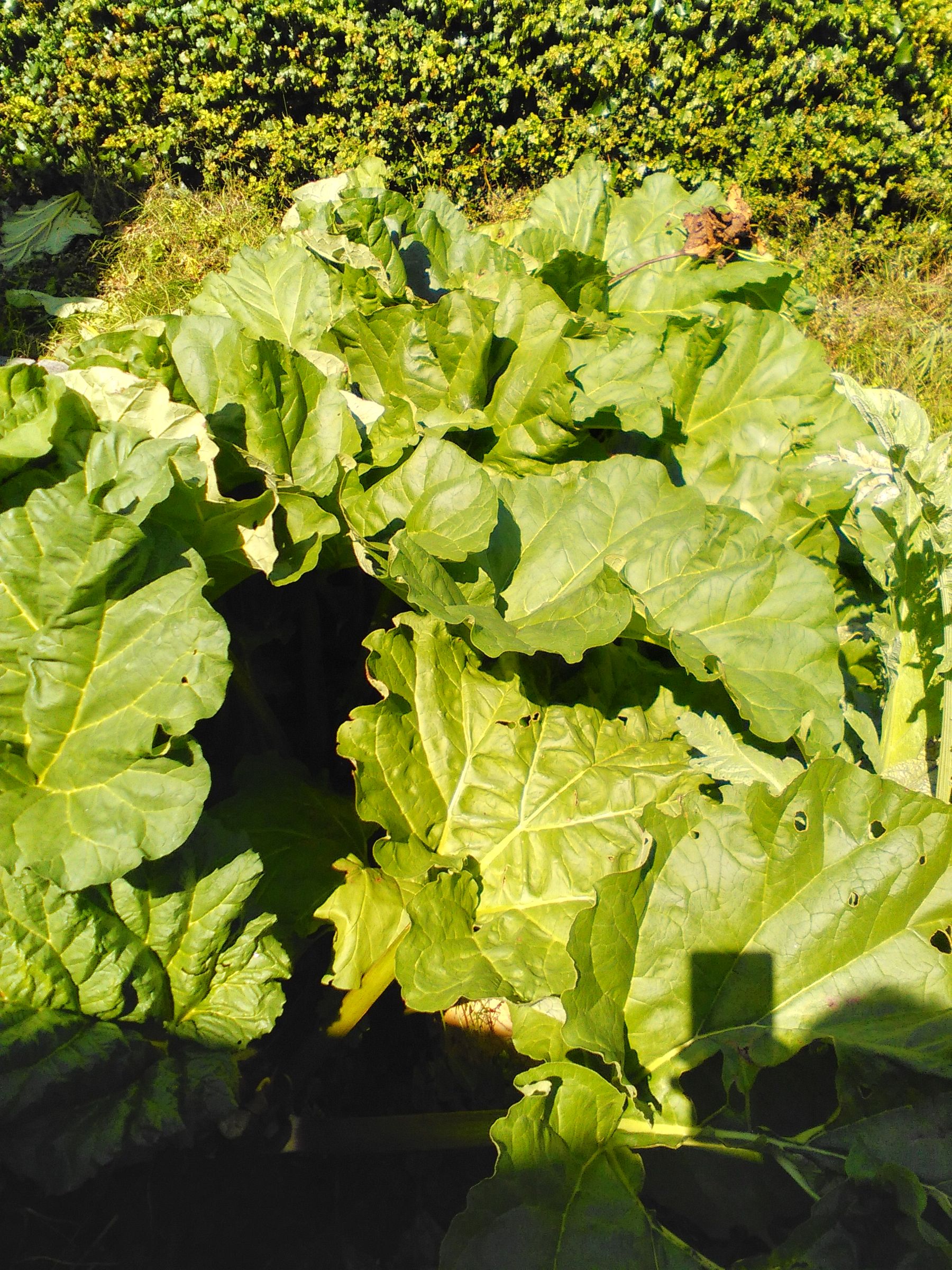 Making the Most Out of Your Rhubarb Patch : 3 Steps (with Pictures ...