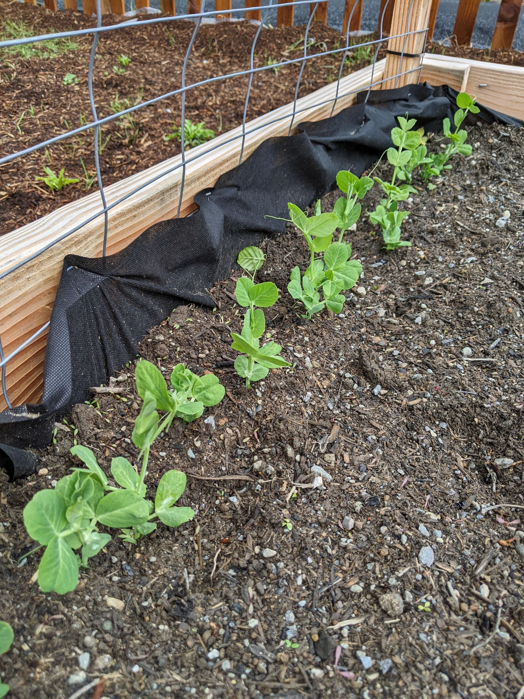 DIY: Transforming My Front Yard From Grass to a Vegetable Garden : 8 ...