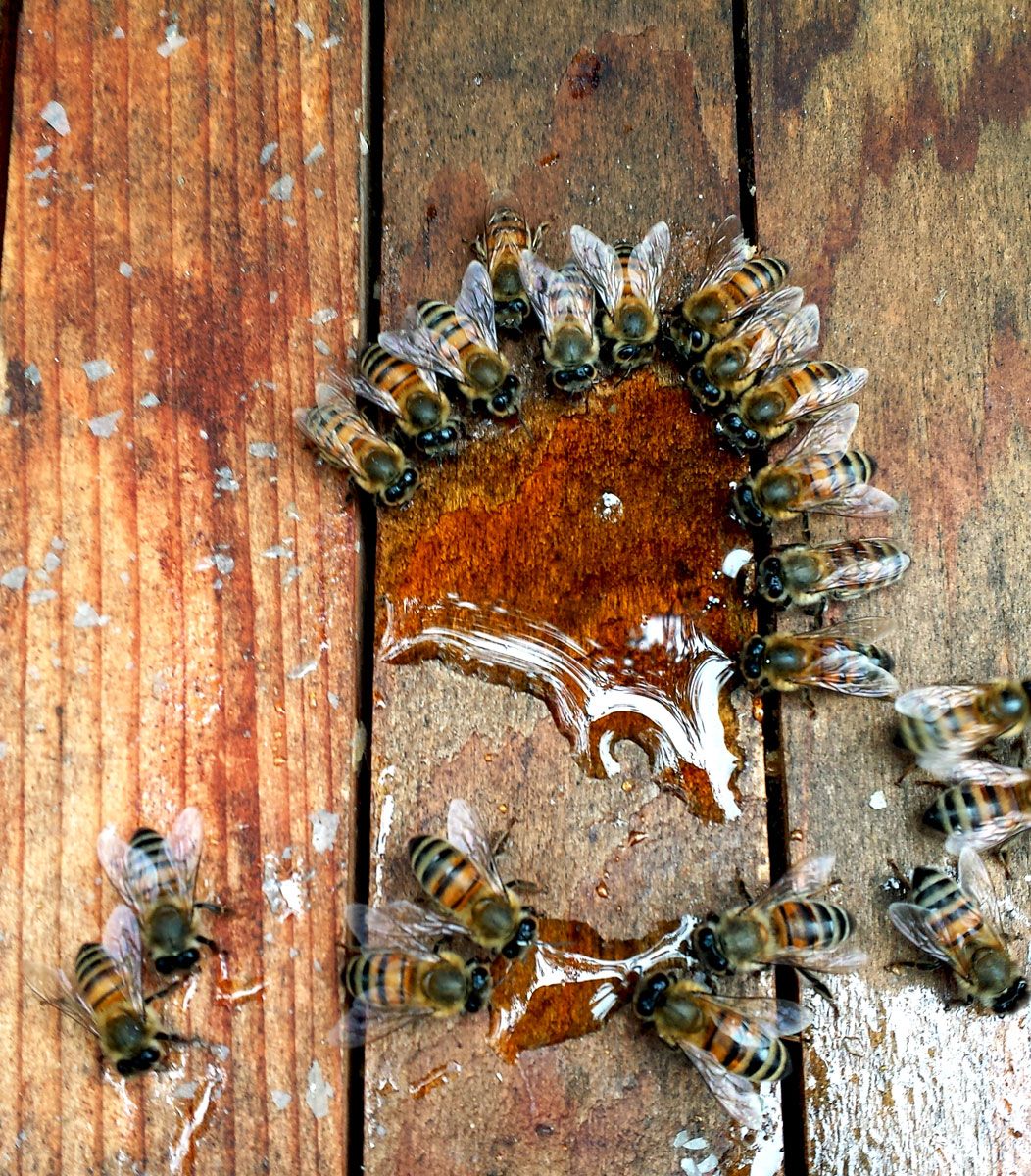 BEE-ing Artistic! : 7 Steps - Instructables