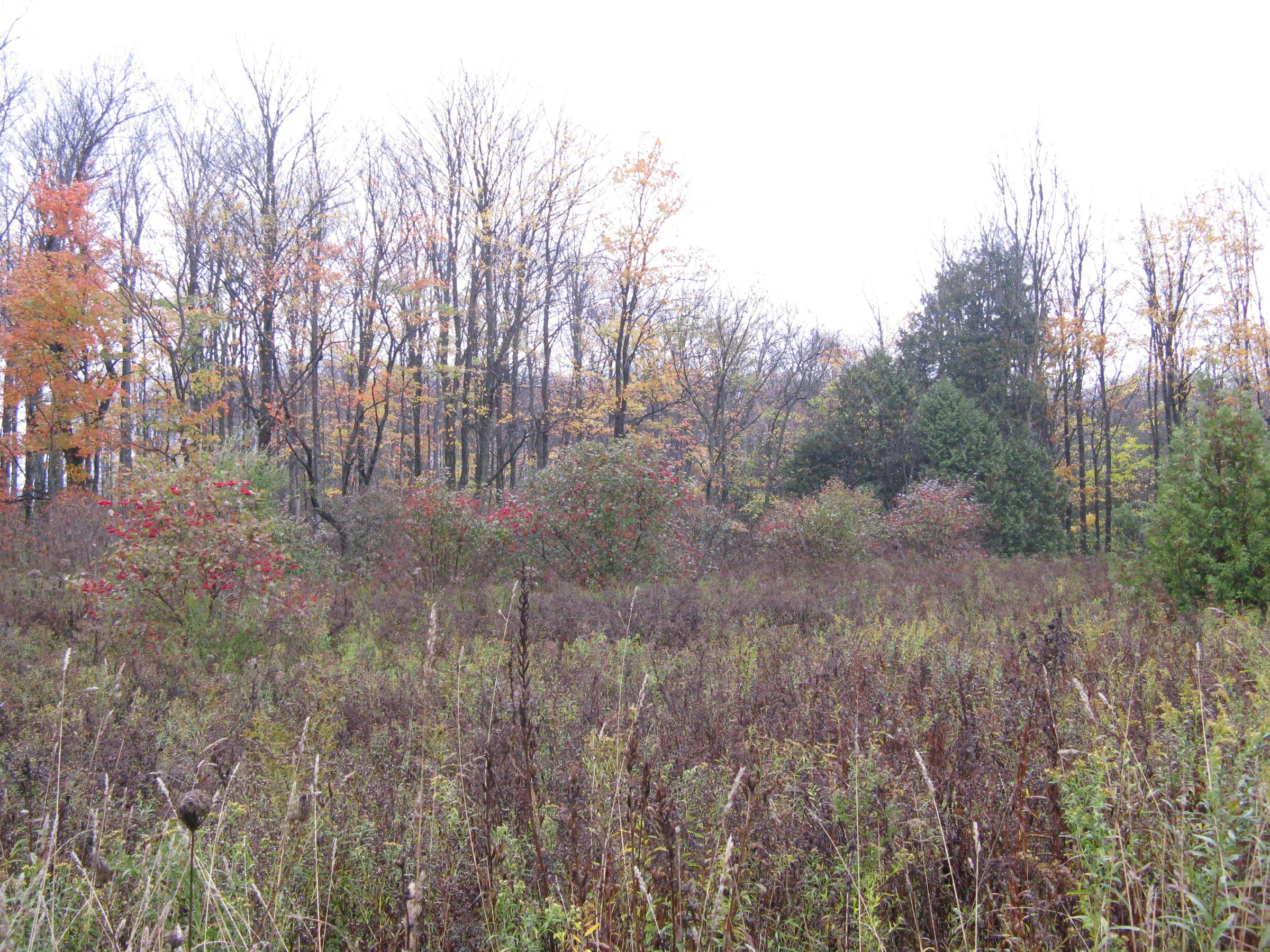 Snaring : 9 Steps (with Pictures) - Instructables