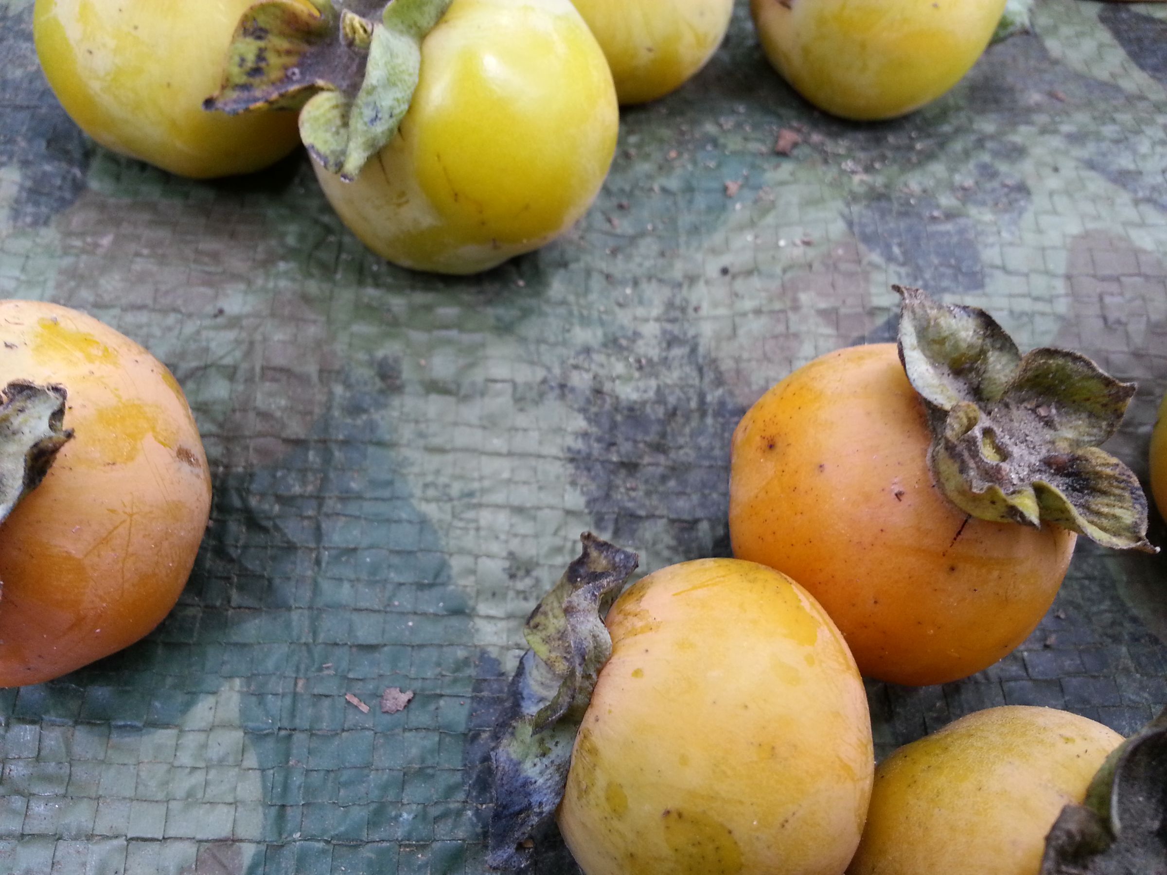 Processing Common Tree Foods: Acorns, Black Walnuts, Hickory Nuts ...