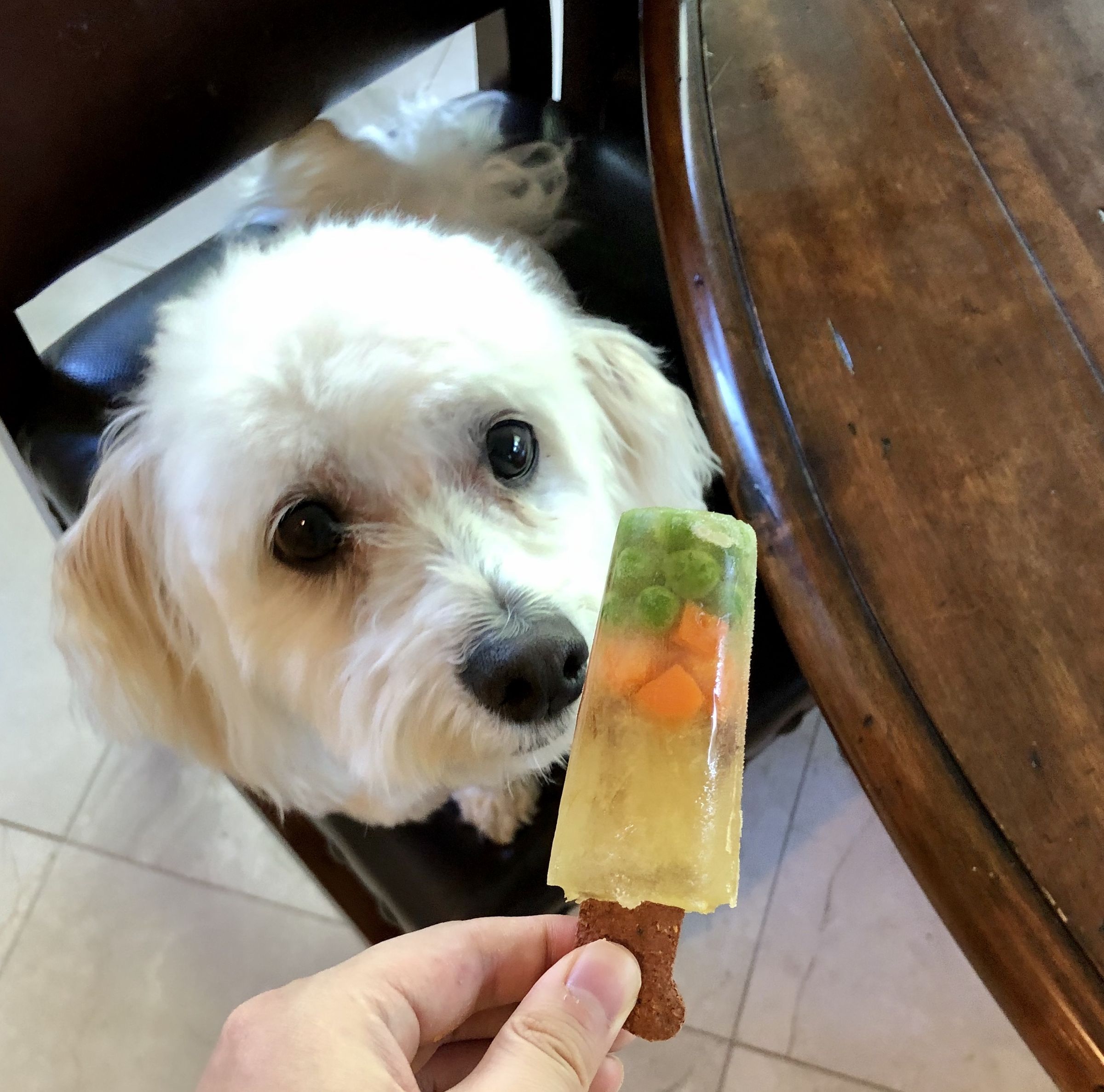 Dog-Friendly Frozen Treats Six Ways : 7 Steps (with Pictures ...
