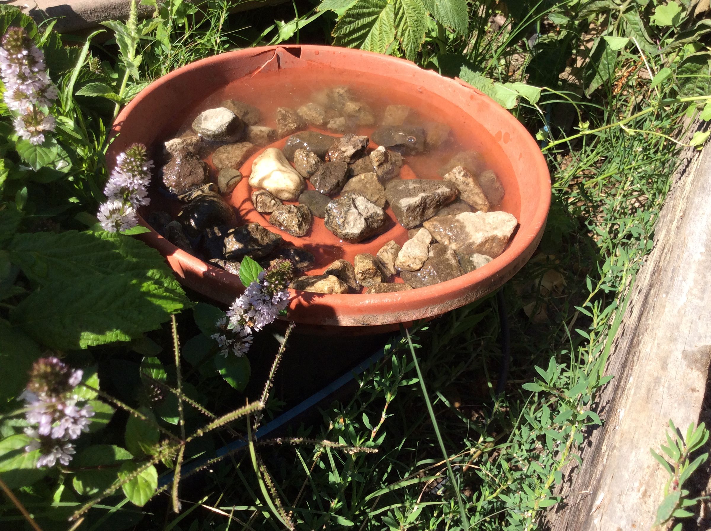 Make Your Own Bee Bath : 3 Steps - Instructables