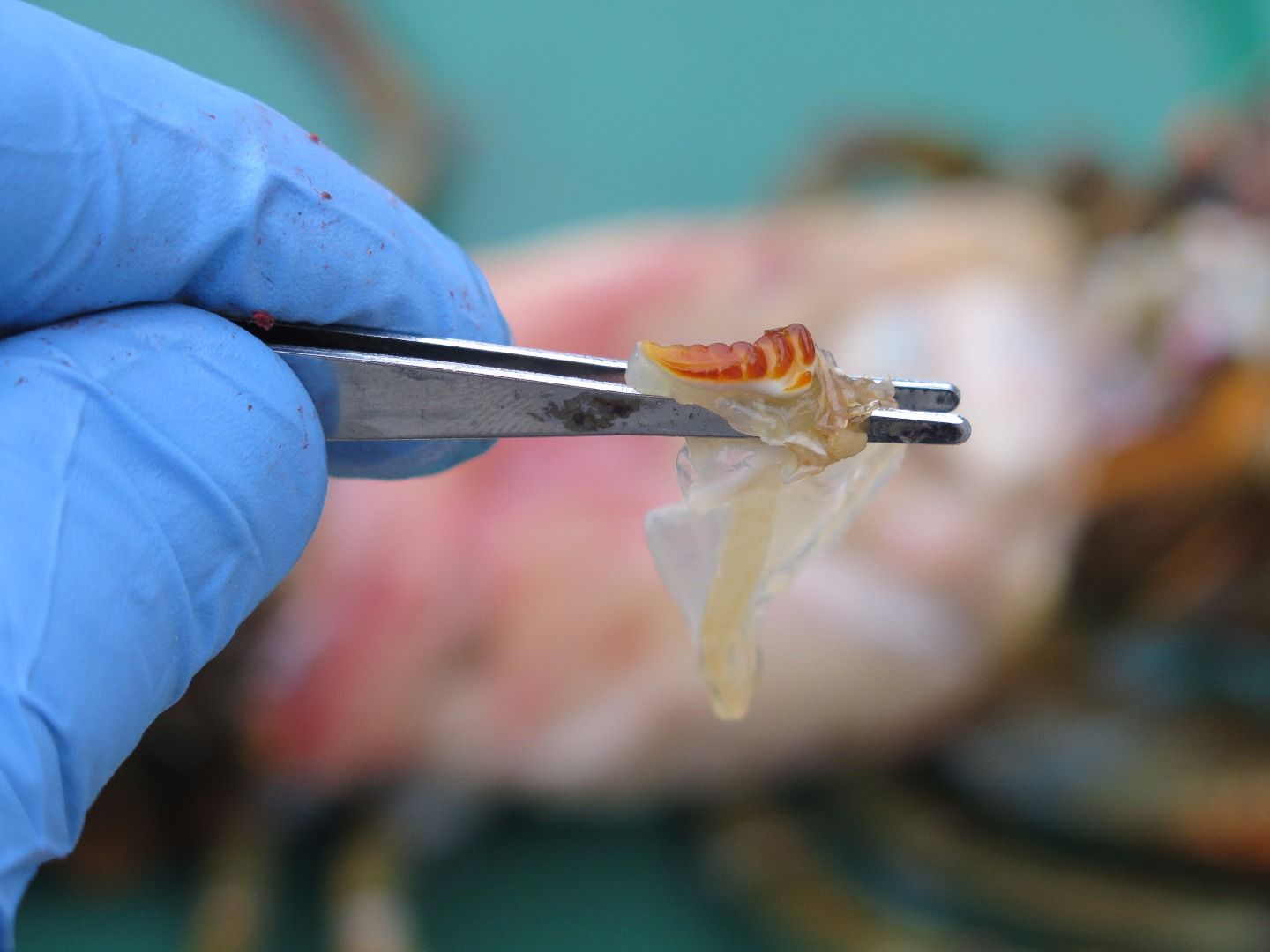 Lobster Dissection : 11 Steps - Instructables