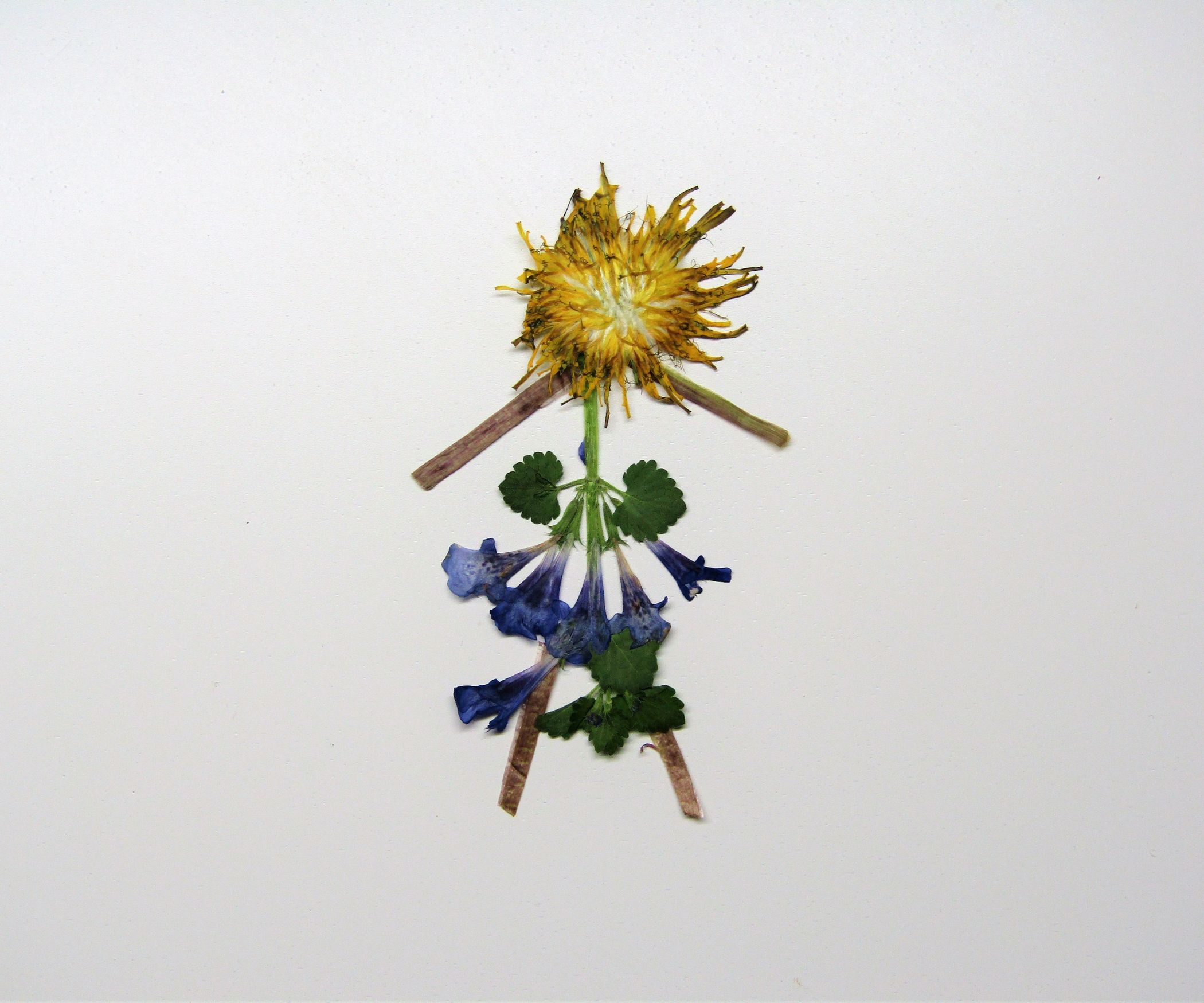 Pressed Flowers : 4 Steps (with Pictures) - Instructables