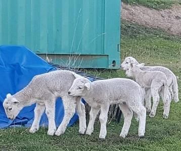 Raising Orphan Lambs : 4 Steps (with Pictures) - Instructables