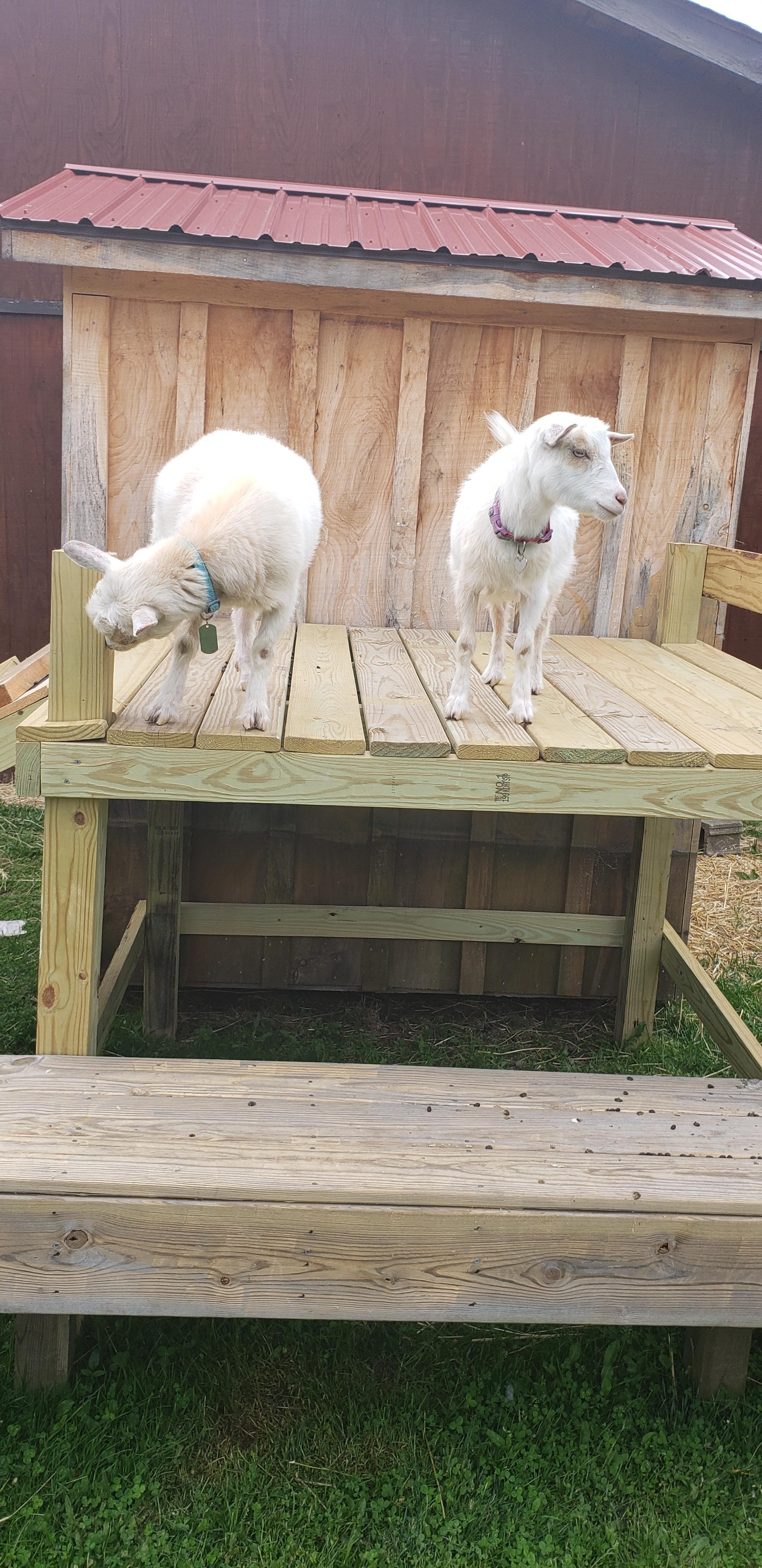 Goat Tower With Slide : 8 Steps (with Pictures) - Instructables