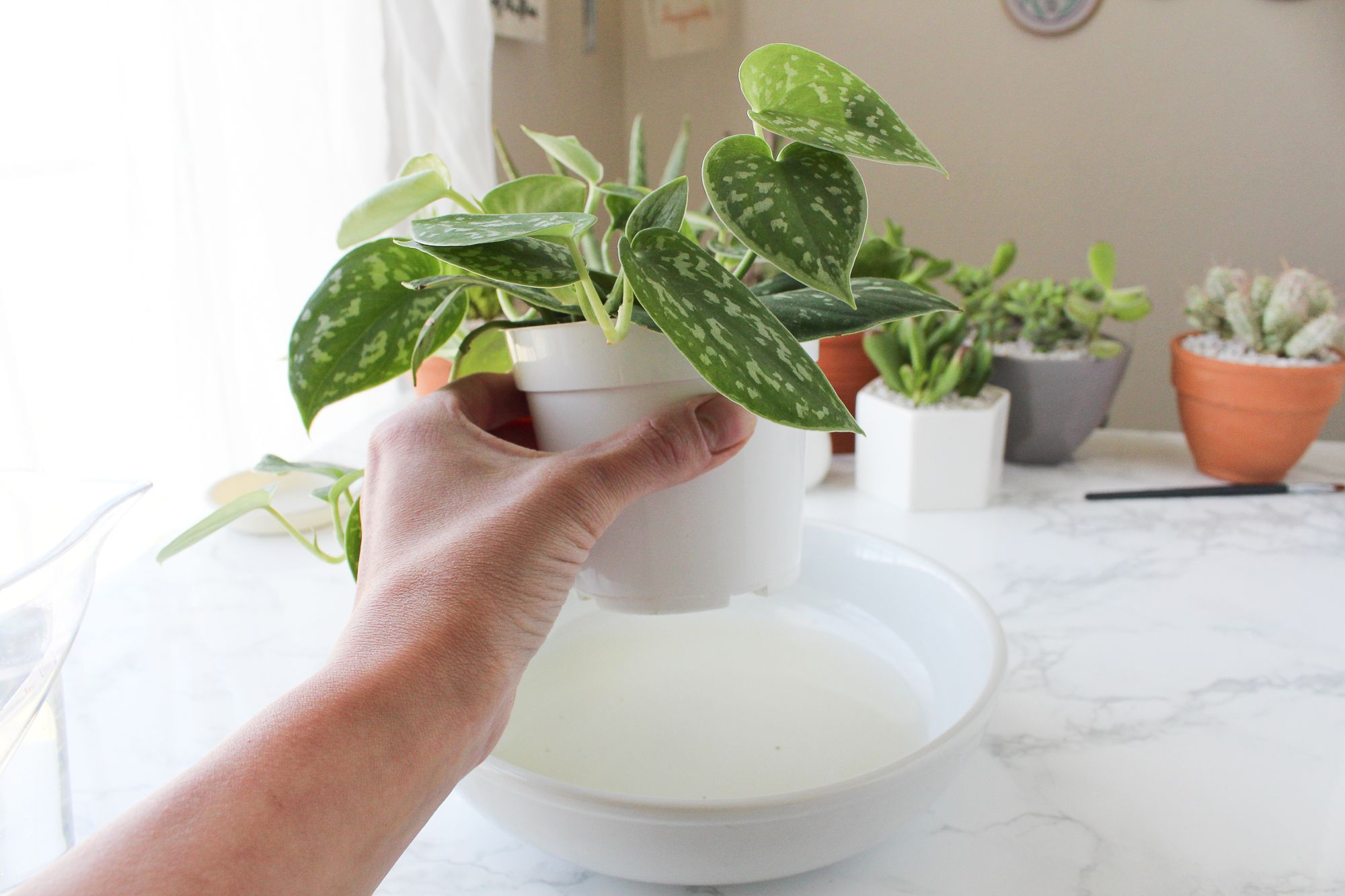 How and When to Water Your Houseplants : 8 Steps (with Pictures ...